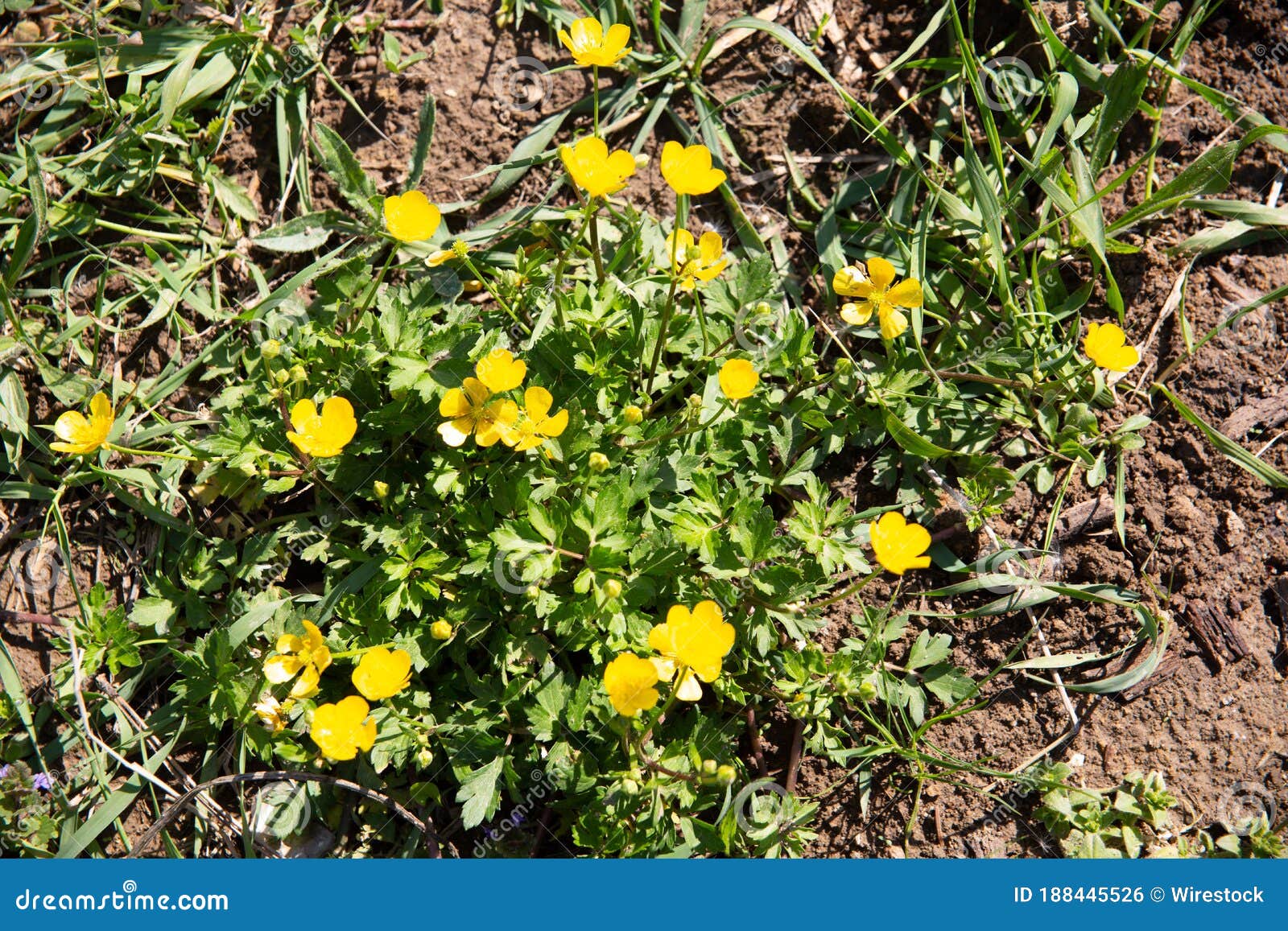 Young Buttercup Bush with Many Golden Tiny Flowers Stock Photo - Image ...