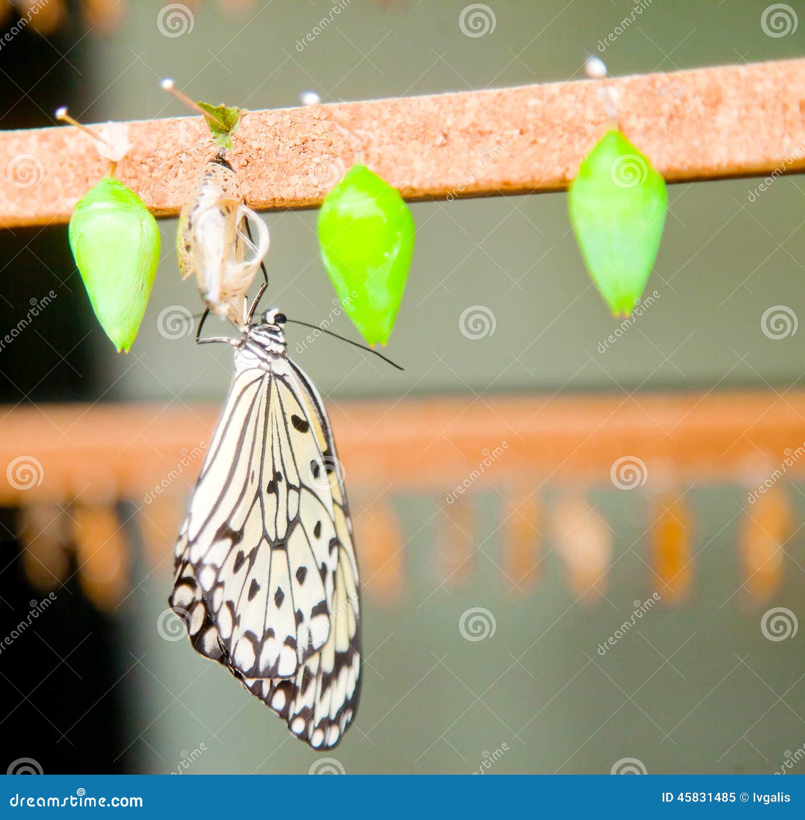 Young Butterfly Drying on Its Chrysalis Stock Image - Image of garden ...