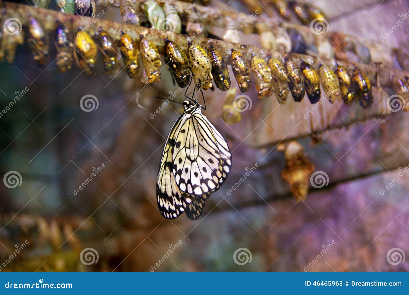 A Young Butterfly Royalty-Free Stock Photography | CartoonDealer.com ...
