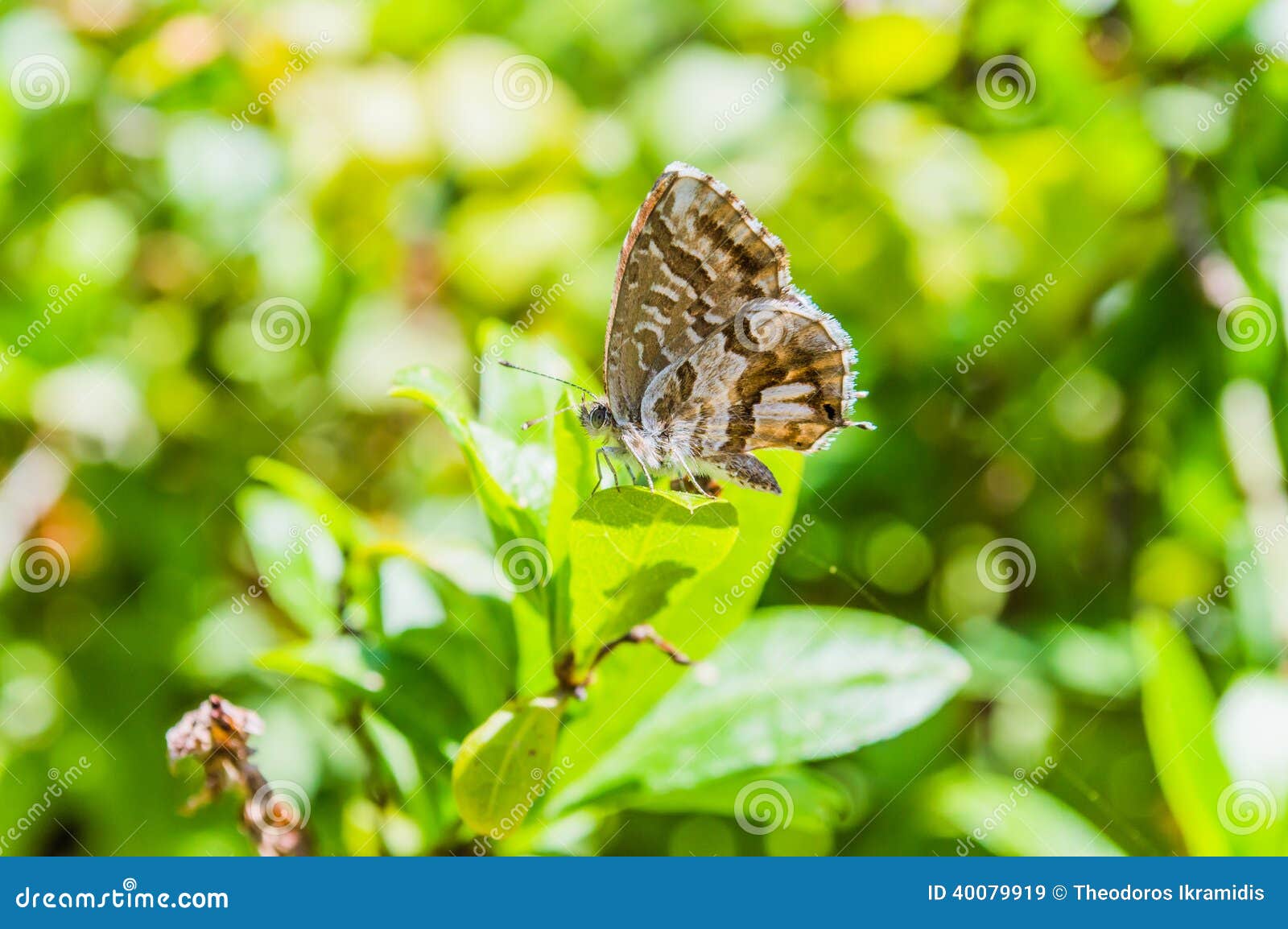A Young Butterfly Royalty-Free Stock Photography | CartoonDealer.com ...