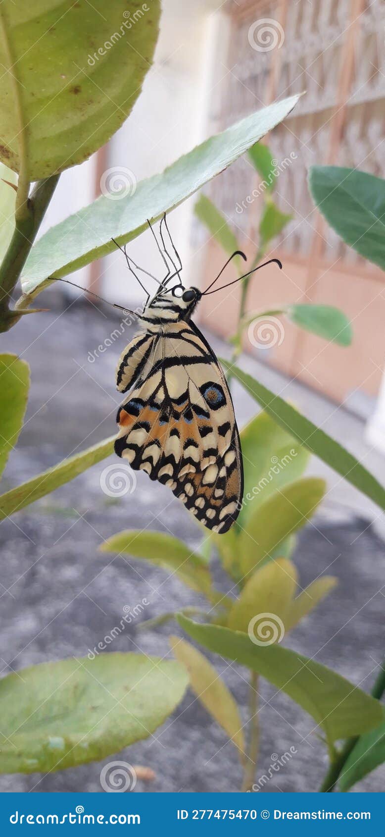 A Young Butterfly of a Type of Green Caterpillar Stock Photo - Image of ...