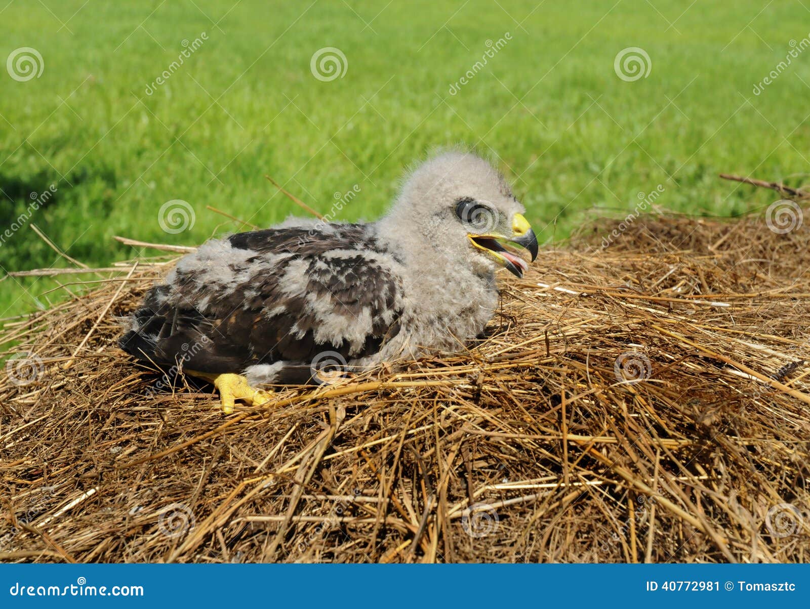 Young Buzzard bird stock image. Image of nestling, buzzard - 40772981