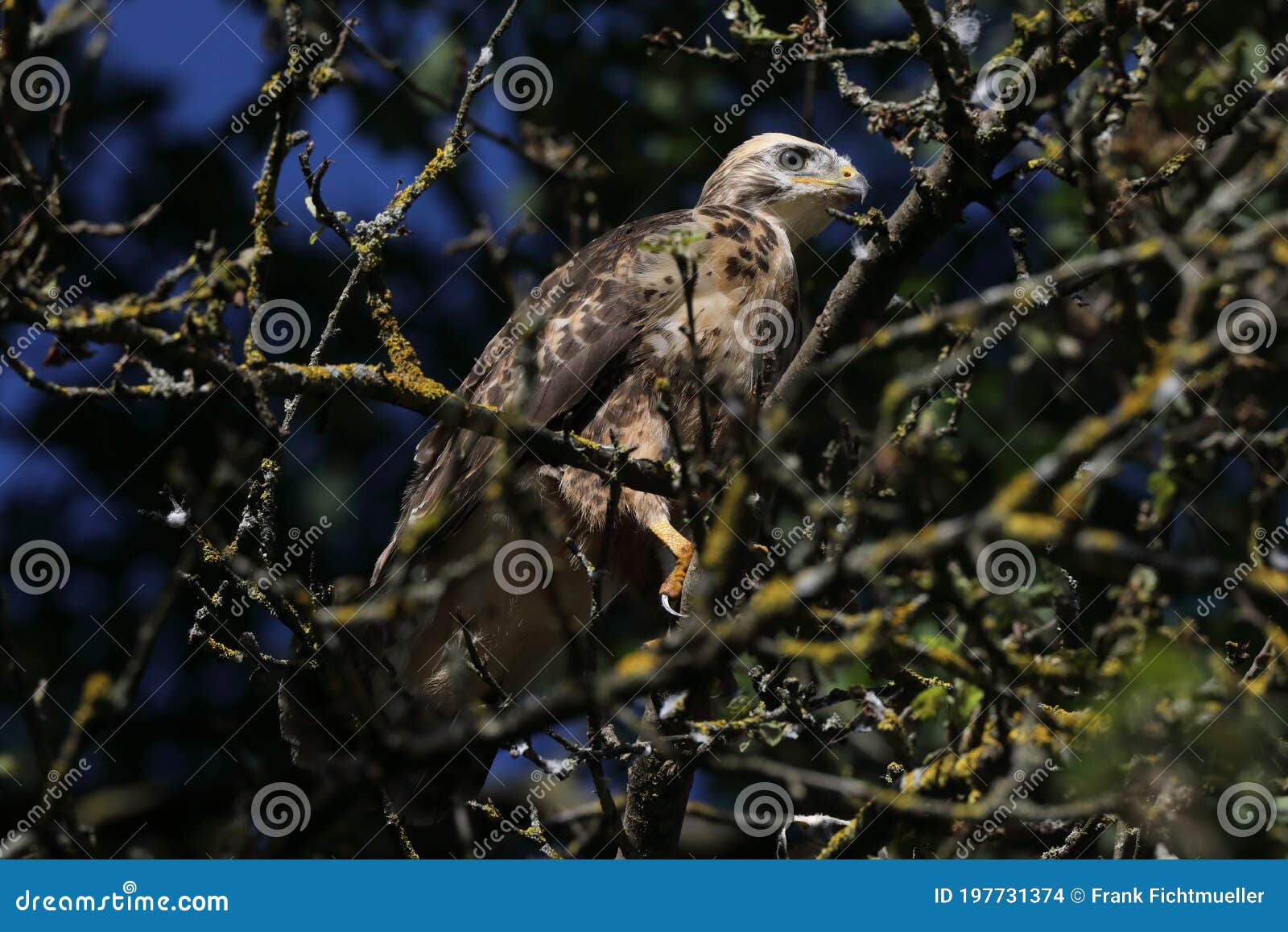 Young Buzzard Common Buzzard (Buteo Buteo) Germany Stock Photo - Image ...