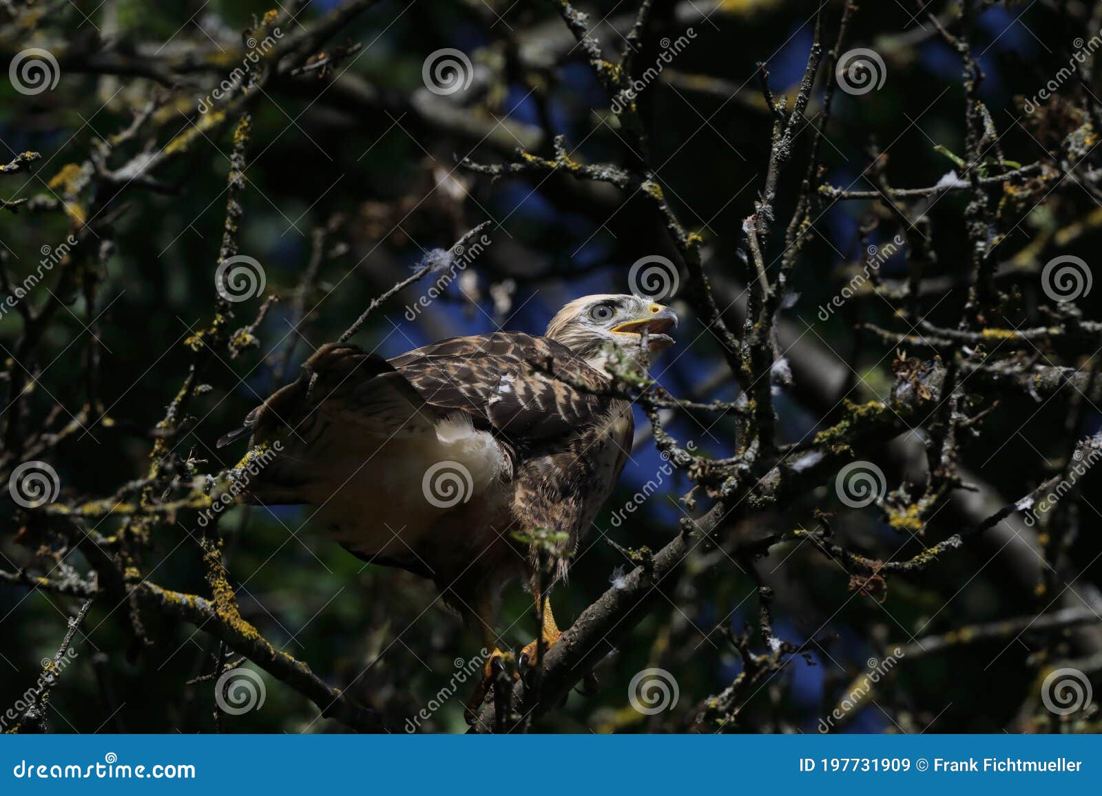 Young Buzzard Common Buzzard (Buteo Buteo) Germany Stock Image - Image ...