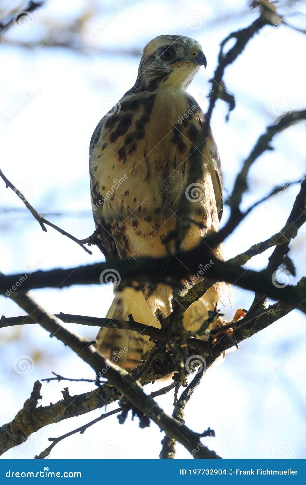 Young Buzzard Common Buzzard (Buteo Buteo) Germany Stock Photo - Image ...