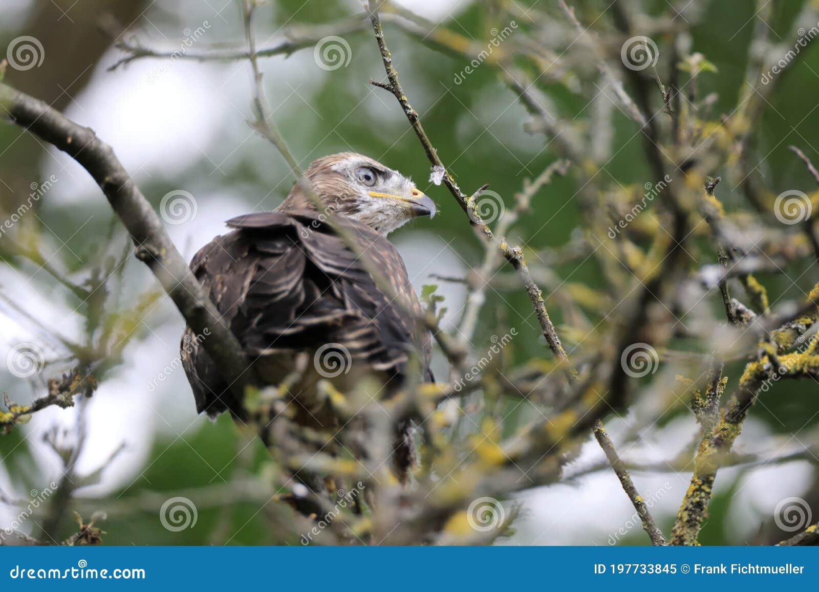 Young Buzzard Common Buzzard (Buteo Buteo) Germany Stock Image - Image ...