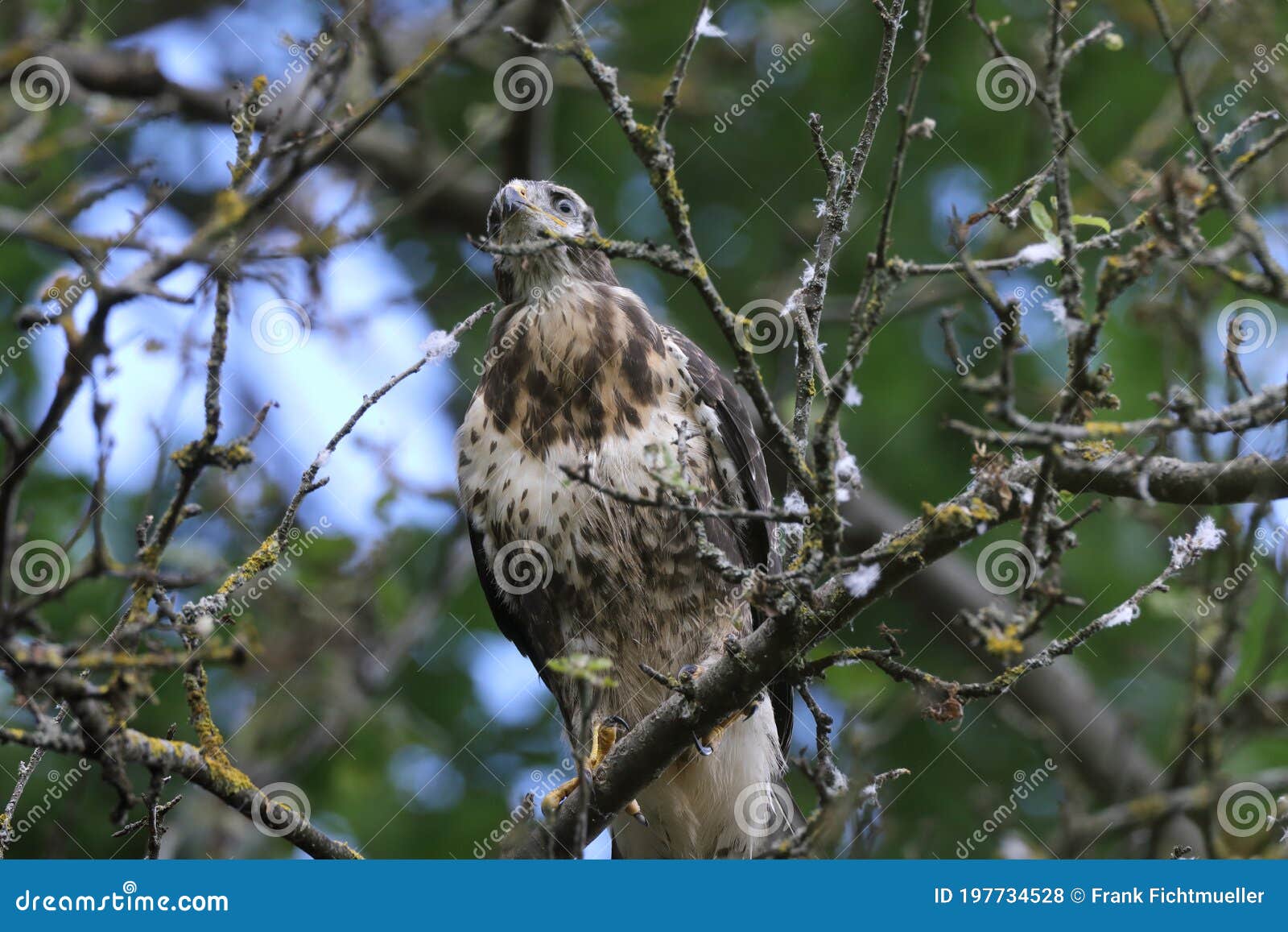 Young Buzzard Common Buzzard (Buteo Buteo) Germany Stock Photo - Image ...