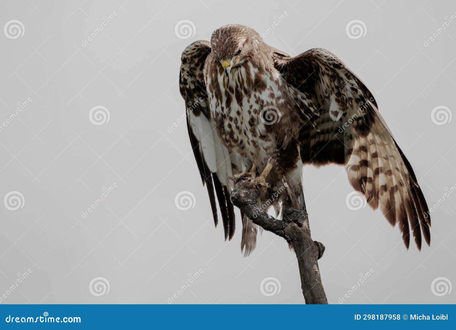 Young Buzzard Sitting on Dead Tree Stock Photo - Image of young, prey ...