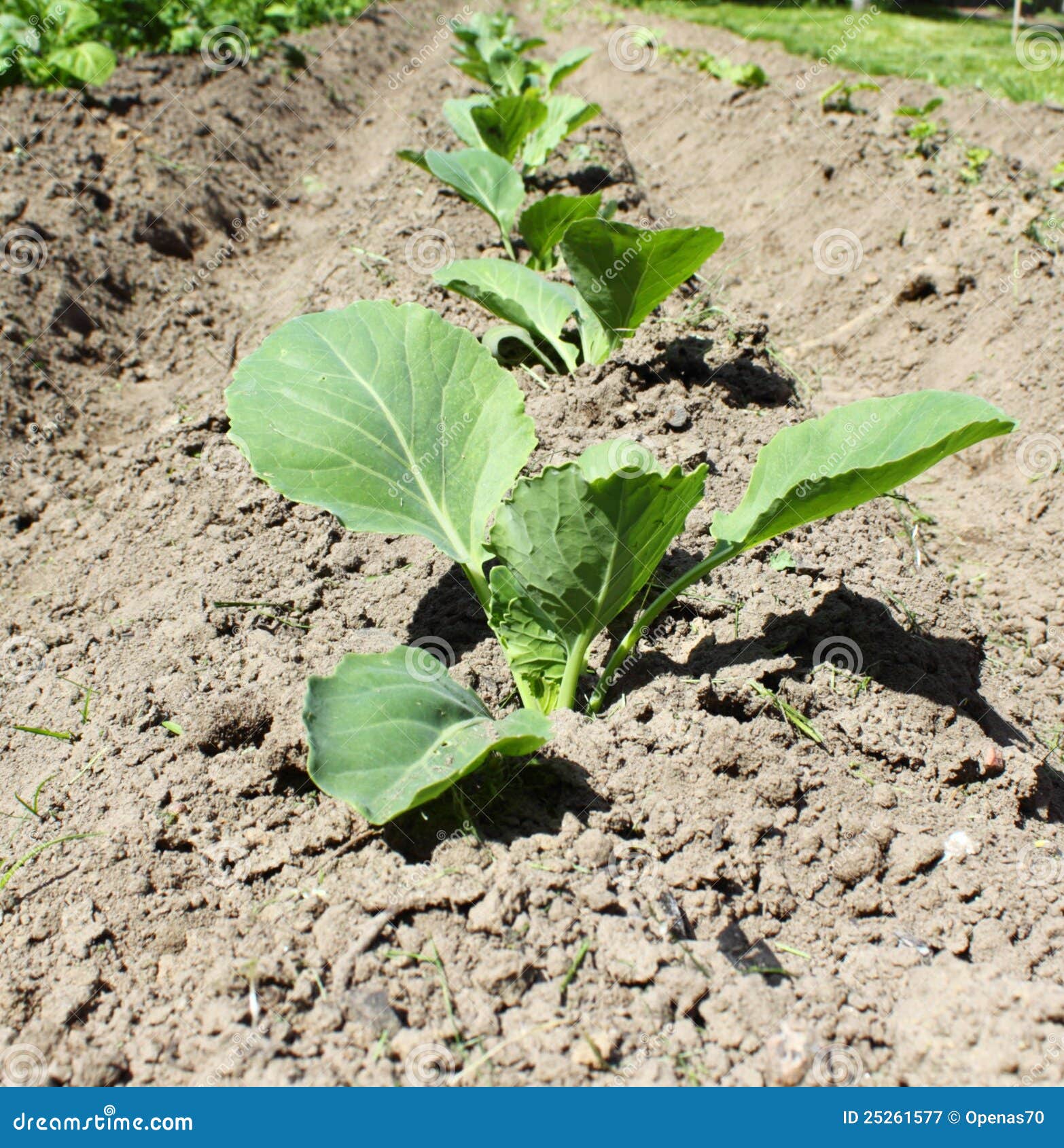 Young cabbage stock image. Image of green, nature, field - 25261577