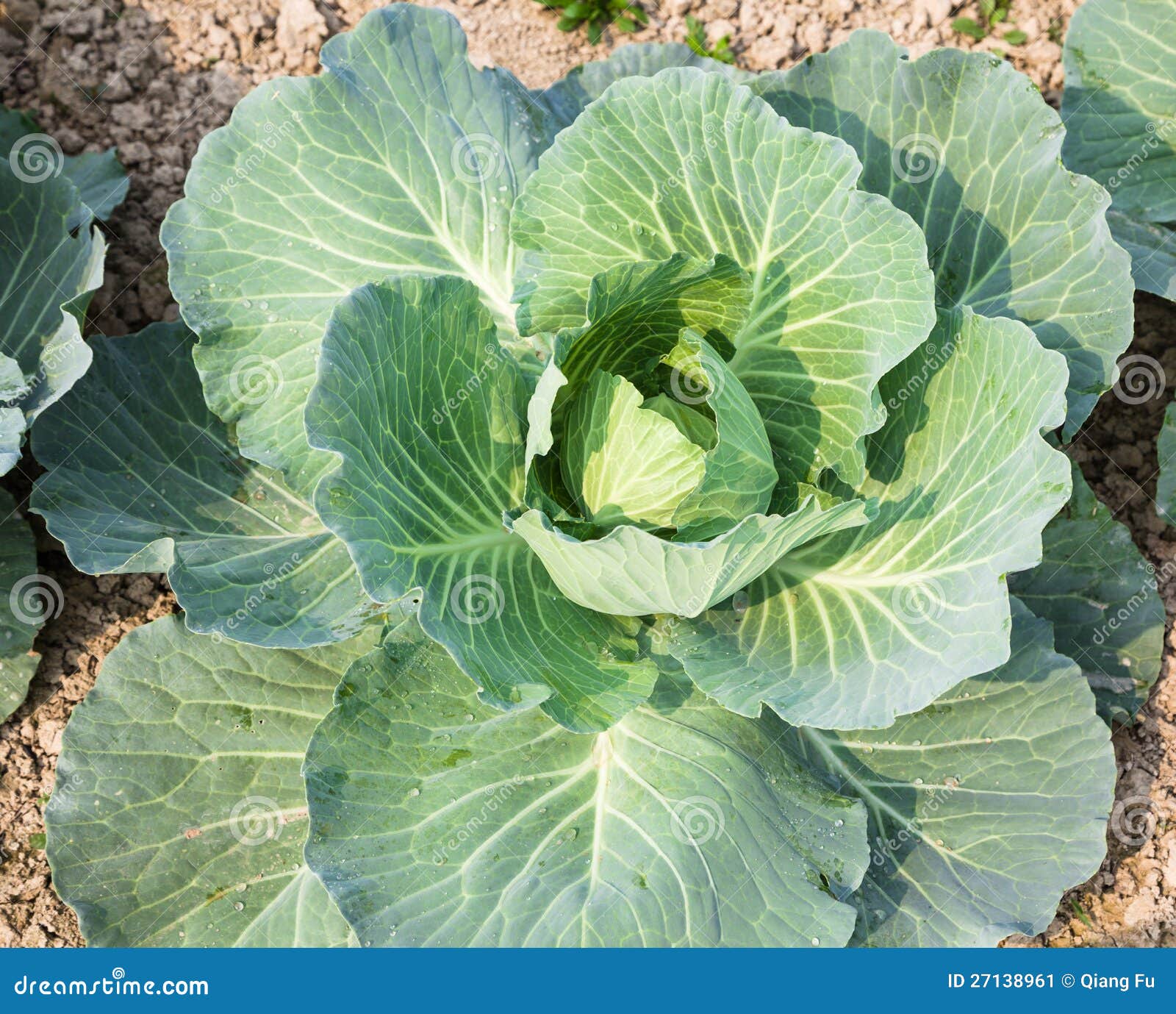 Young cabbage stock image. Image of green, growth, botanical - 27138961