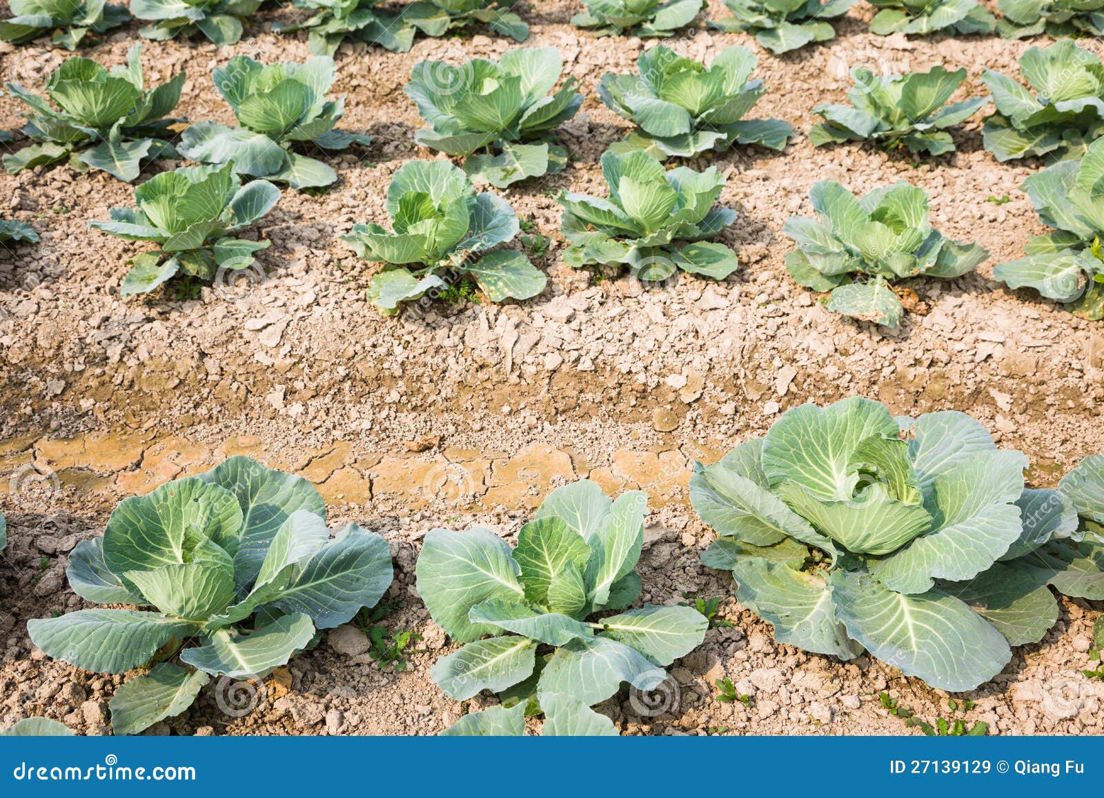 Young cabbage stock image. Image of dirt, kitchen, garden - 27139129