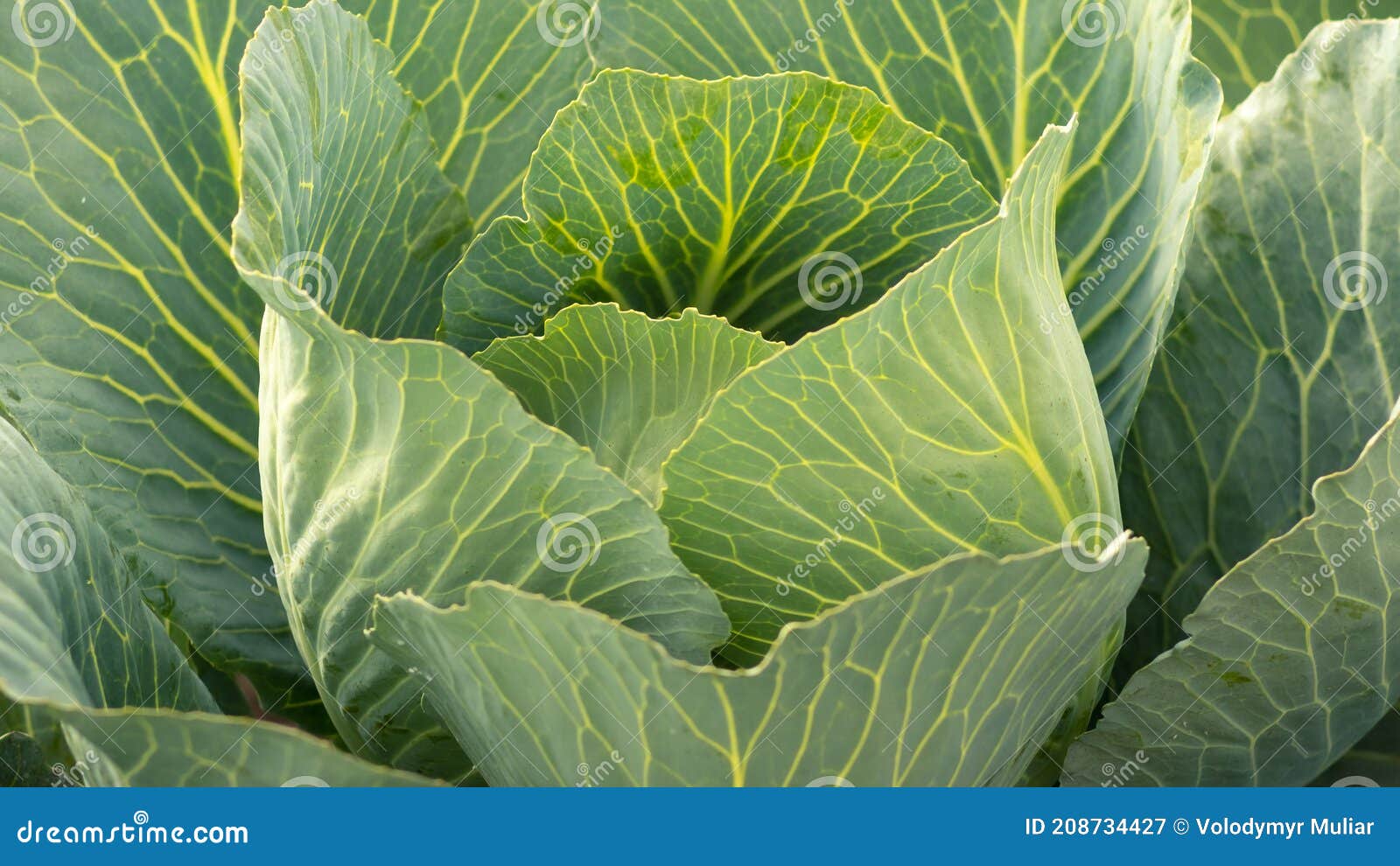 Young Cabbage Close Up in the Garden Cabbage Petals Stock Image - Image ...