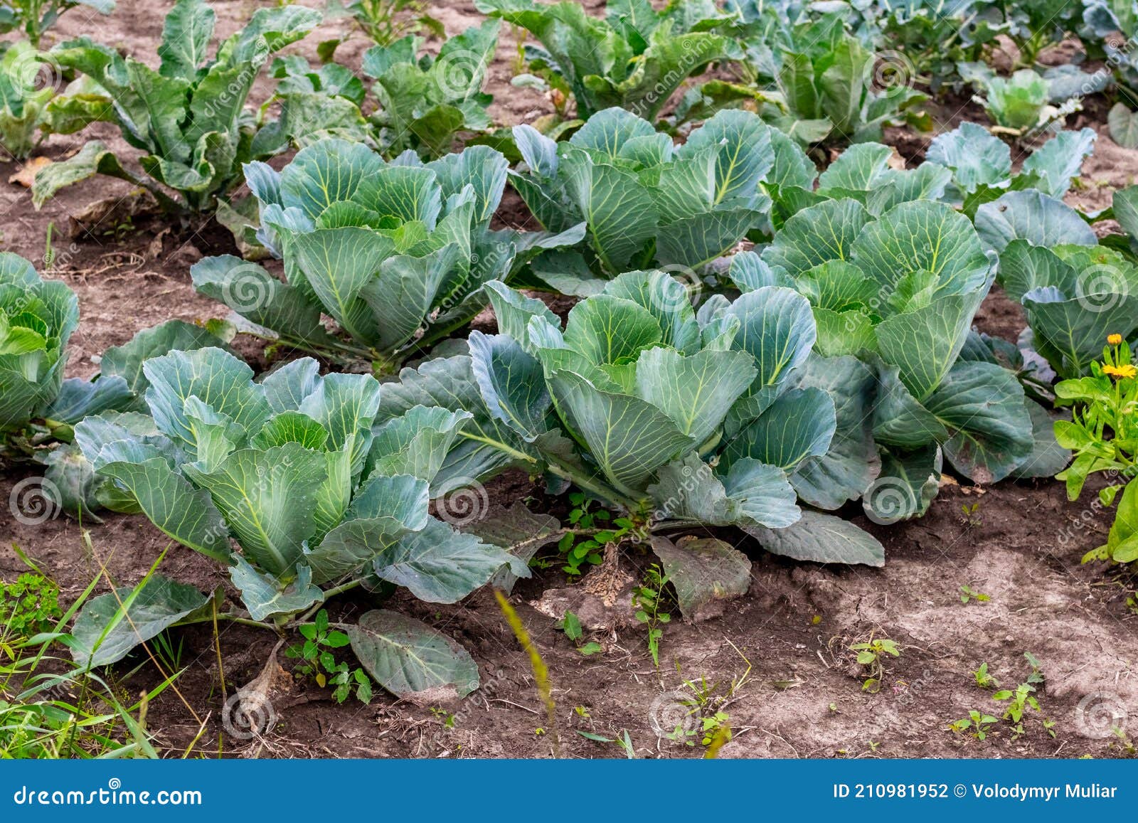 Young Cabbage in the Garden in Sunny Weather, Growing Cabbage Stock ...
