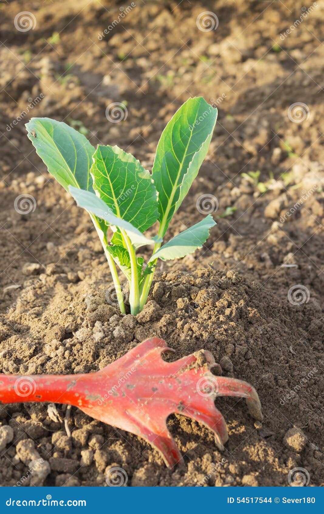 Young Cabbage and Garden Tool Stock Photo - Image of gardening, patch ...