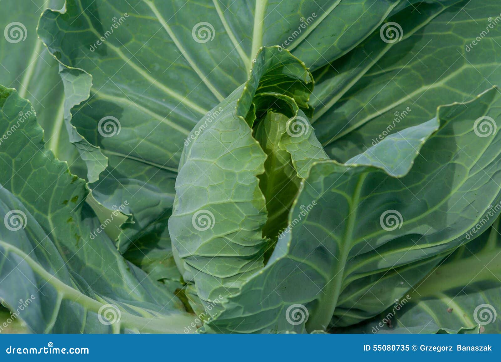 Young cabbage stock image. Image of harvest, agriculture - 55080735