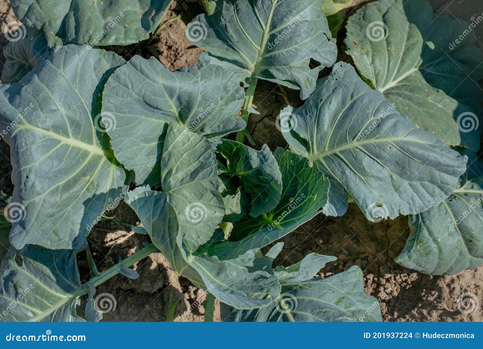 Young Cabbage Growing in the Ground, Top View Stock Photo - Image of ...