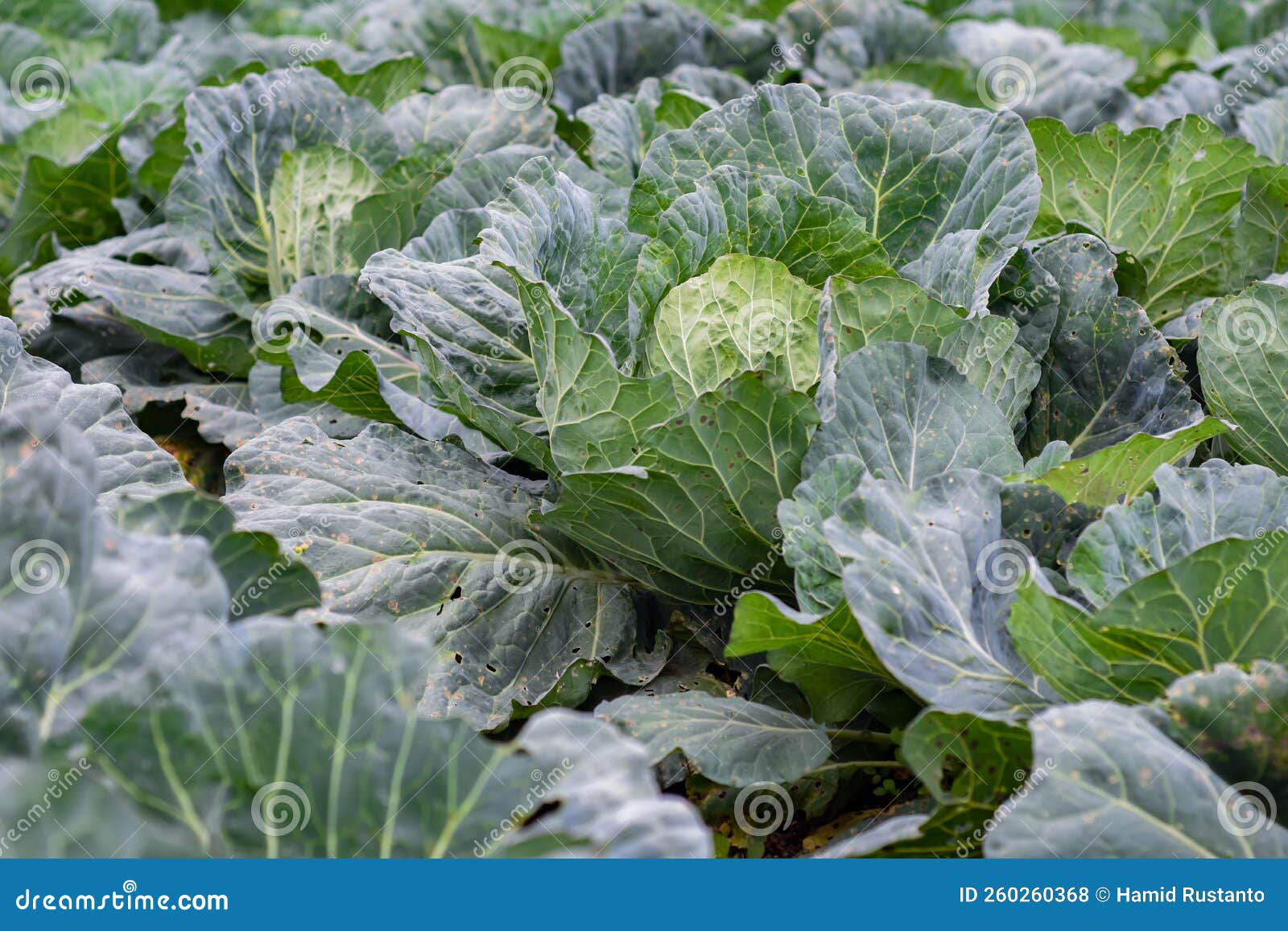 Young Cabbage Grows in the Farmer Field, Growing Cabbage in the Open ...