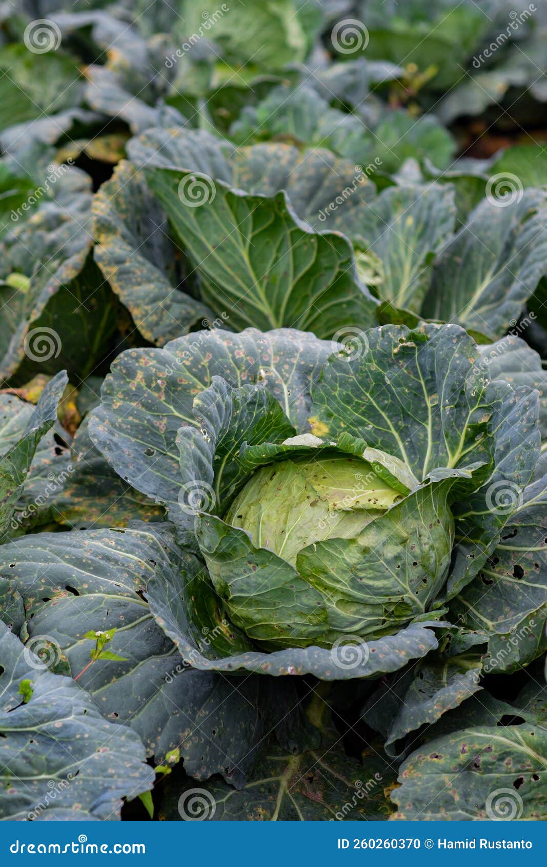 Young Cabbage Grows in the Farmer Field, Growing Cabbage in the Open ...