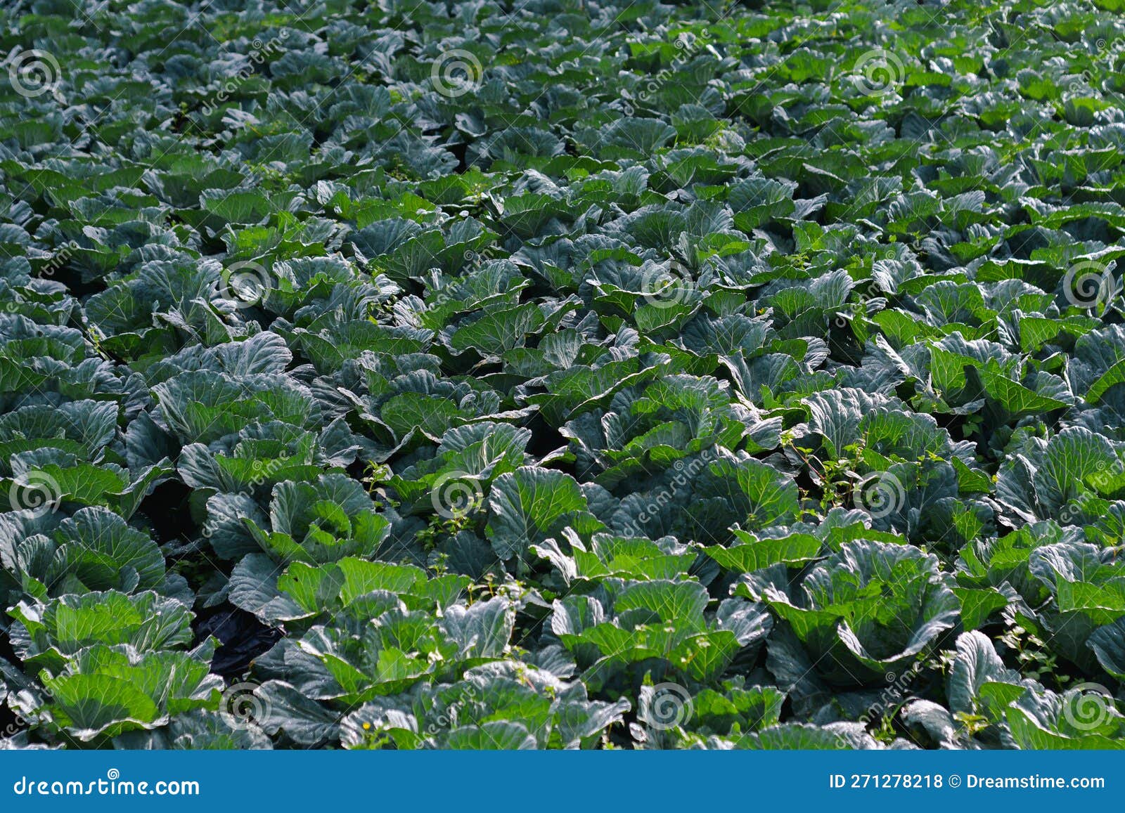 Young Cabbage Grows in the Farmer Field, Growing Cabbage in the Open ...