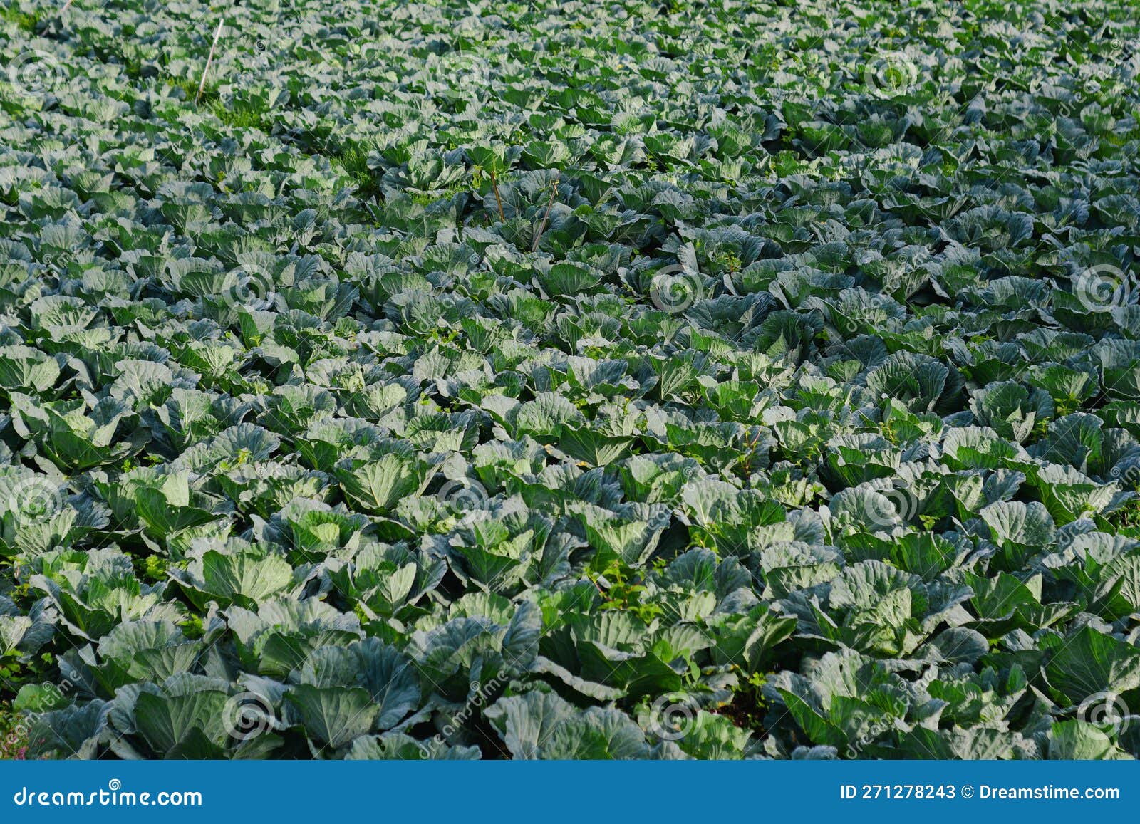 Young Cabbage Grows in the Farmer Field, Growing Cabbage in the Open ...