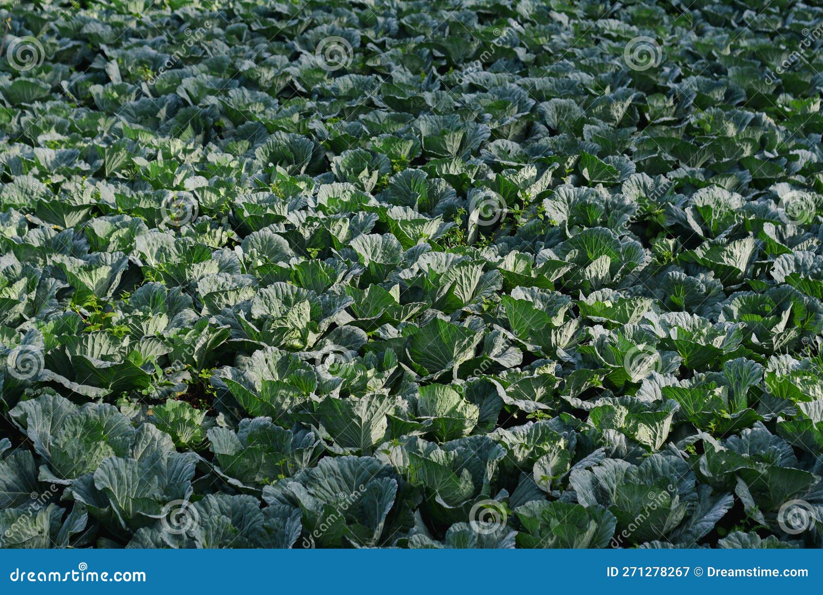 Young Cabbage Grows in the Farmer Field, Growing Cabbage in the Open ...
