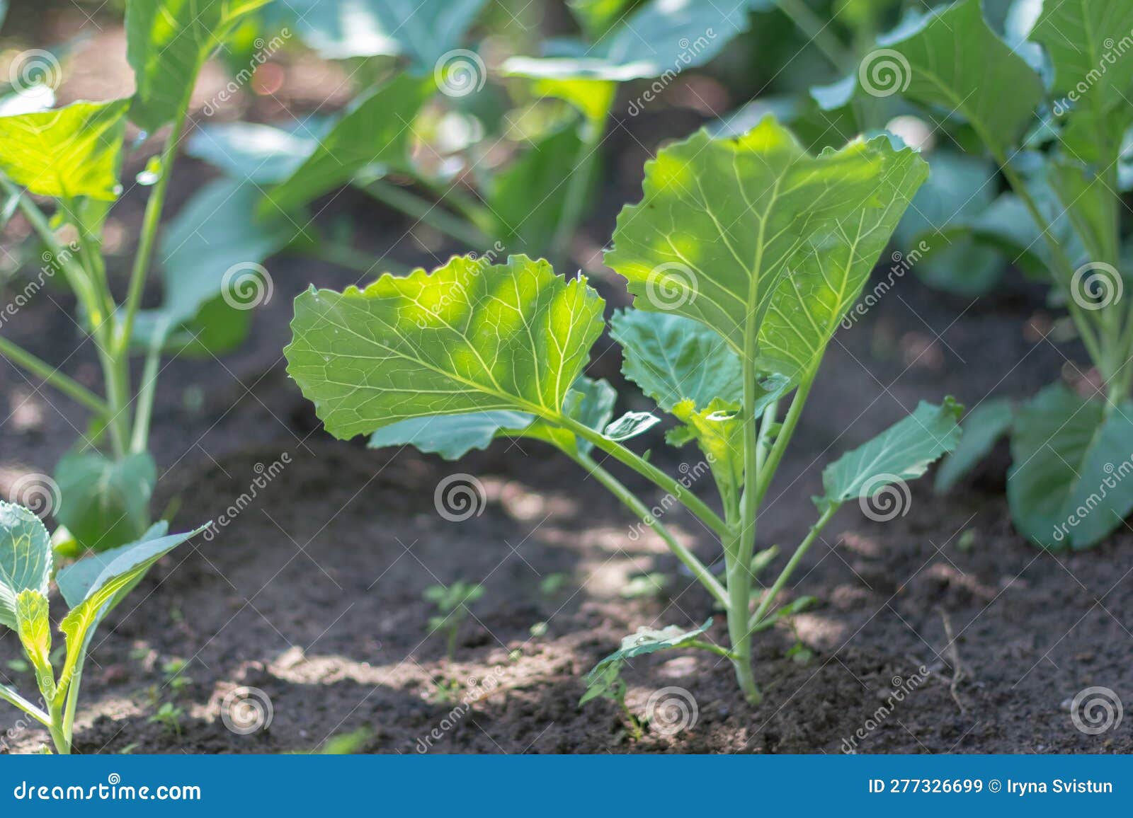 Young Cabbage Grows in a Garden Bed. Selective Focusing Stock Image ...