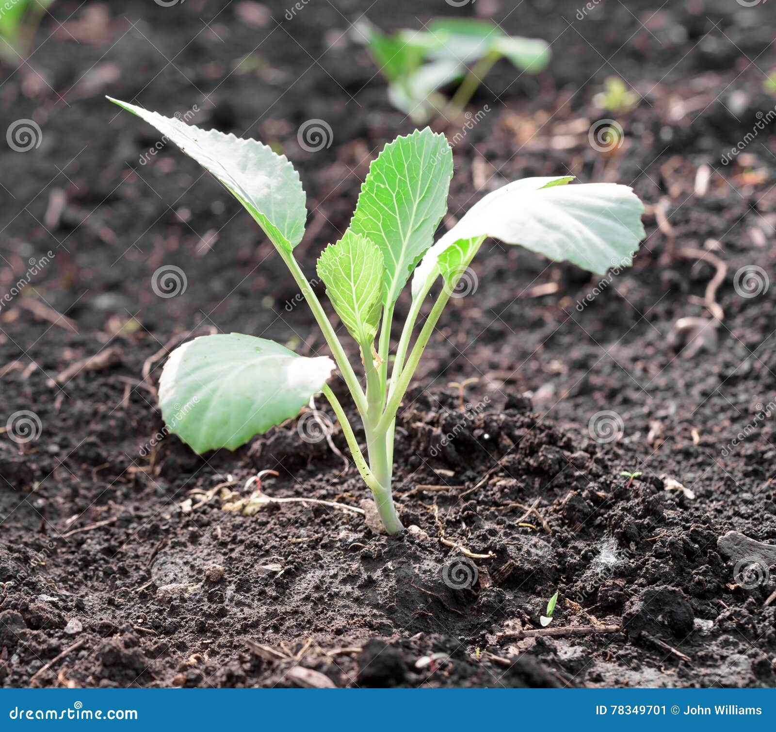 Young Cabbage Seedling in Soil Stock Image - Image of young, background ...