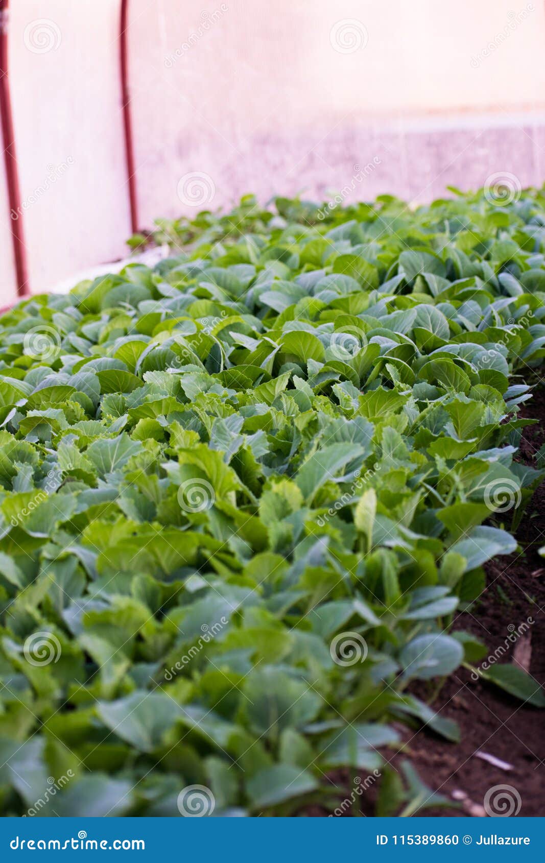 Young Cabbage Seedlings. Cabbage Seedlings in the Greenhouse. Stock ...