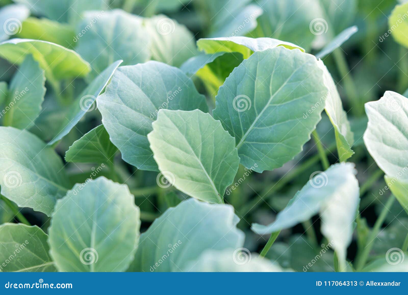 Young Cabbage Seedlings. Cabbage Seedlings Greenhouse Stock Image ...