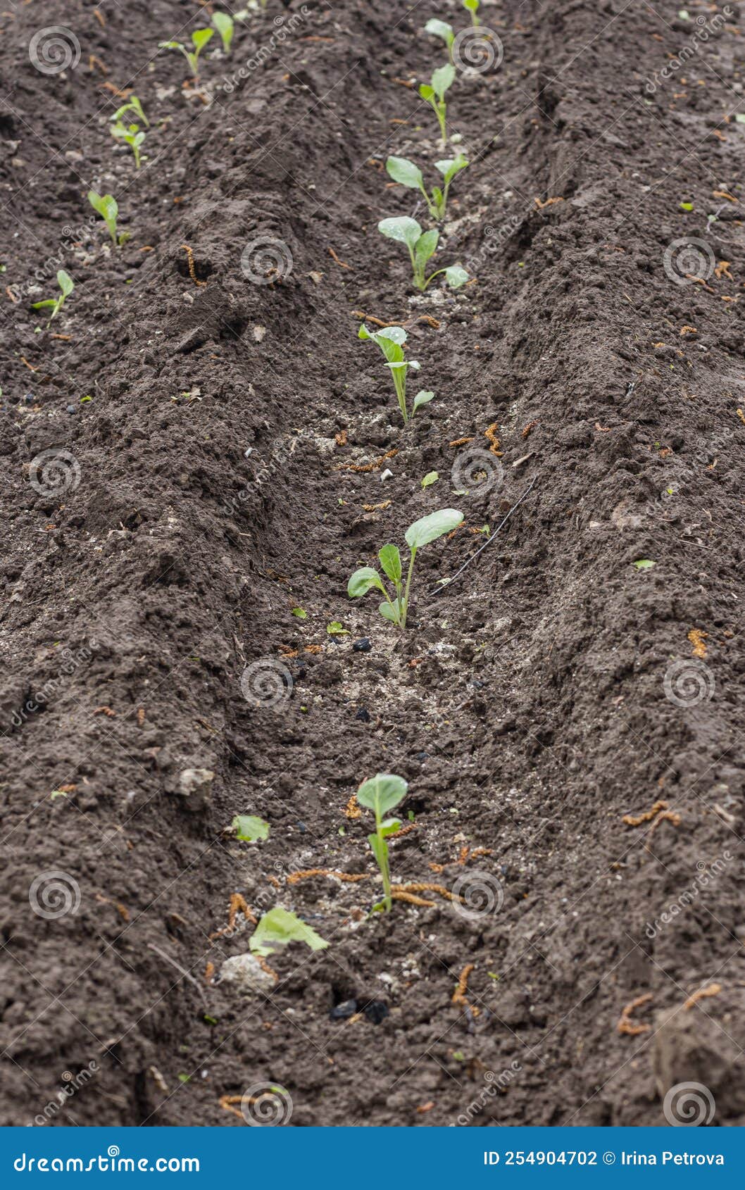 Young Cabbage Seedlings Growing in Rows on the Field Stock Photo ...