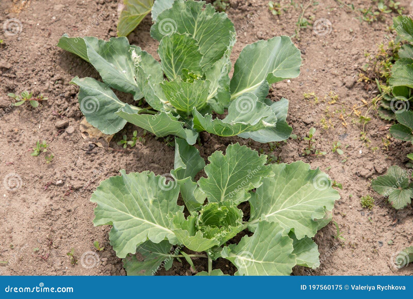Young Cabbage Sprout on the Vegetable Bed Stock Image - Image of caring ...