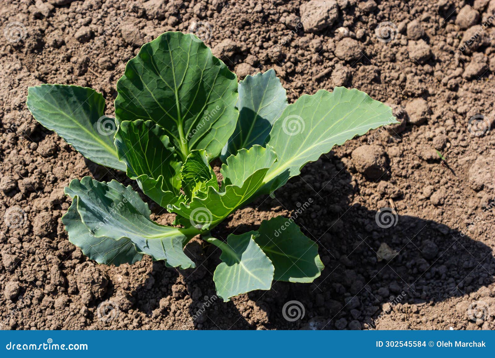 Young Cabbage Sprout on the Vegetable Bed Stock Photo - Image of head ...