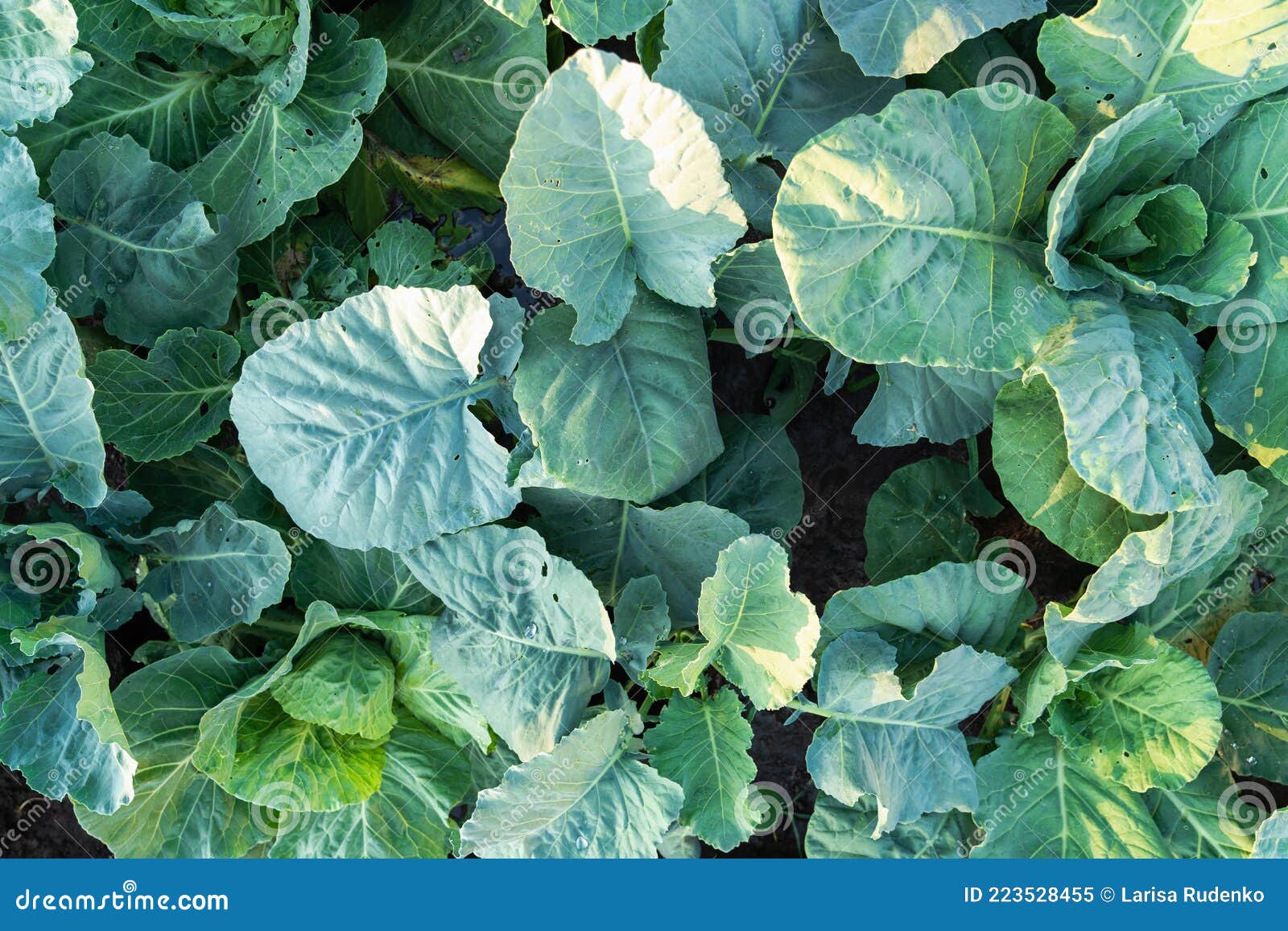 Young Cabbage Top View. Cabbage Field in Spring Stock Image - Image of ...