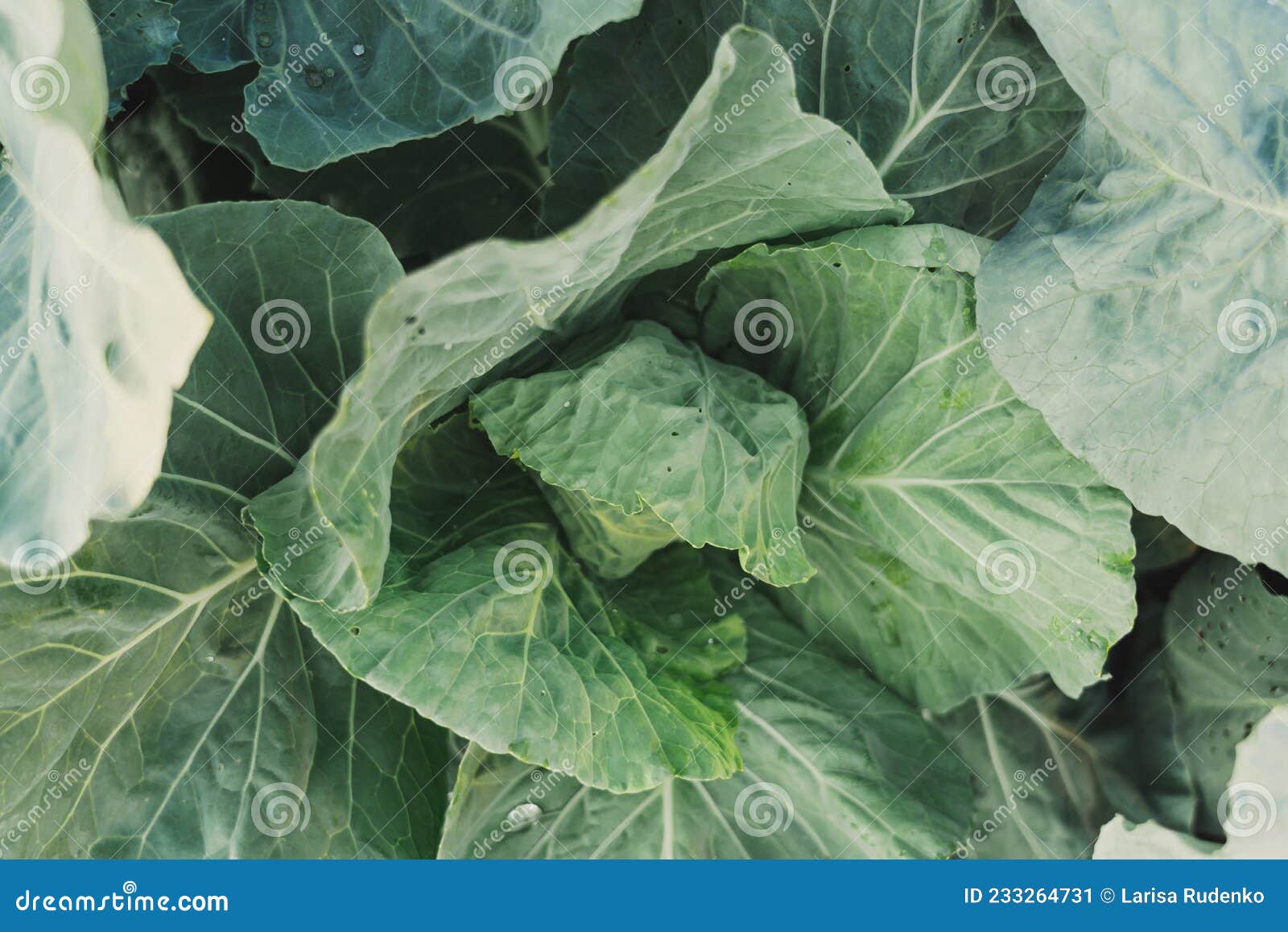 Young Cabbage Top View. Cabbage Leaves in the Garden Stock Image ...