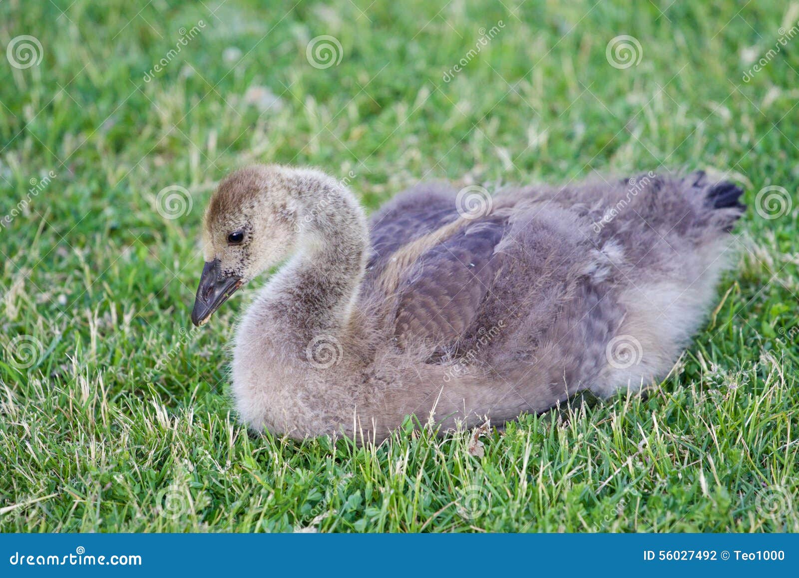 Young Cackling Goose is Laying on the Grass and Eating Stock Photo ...