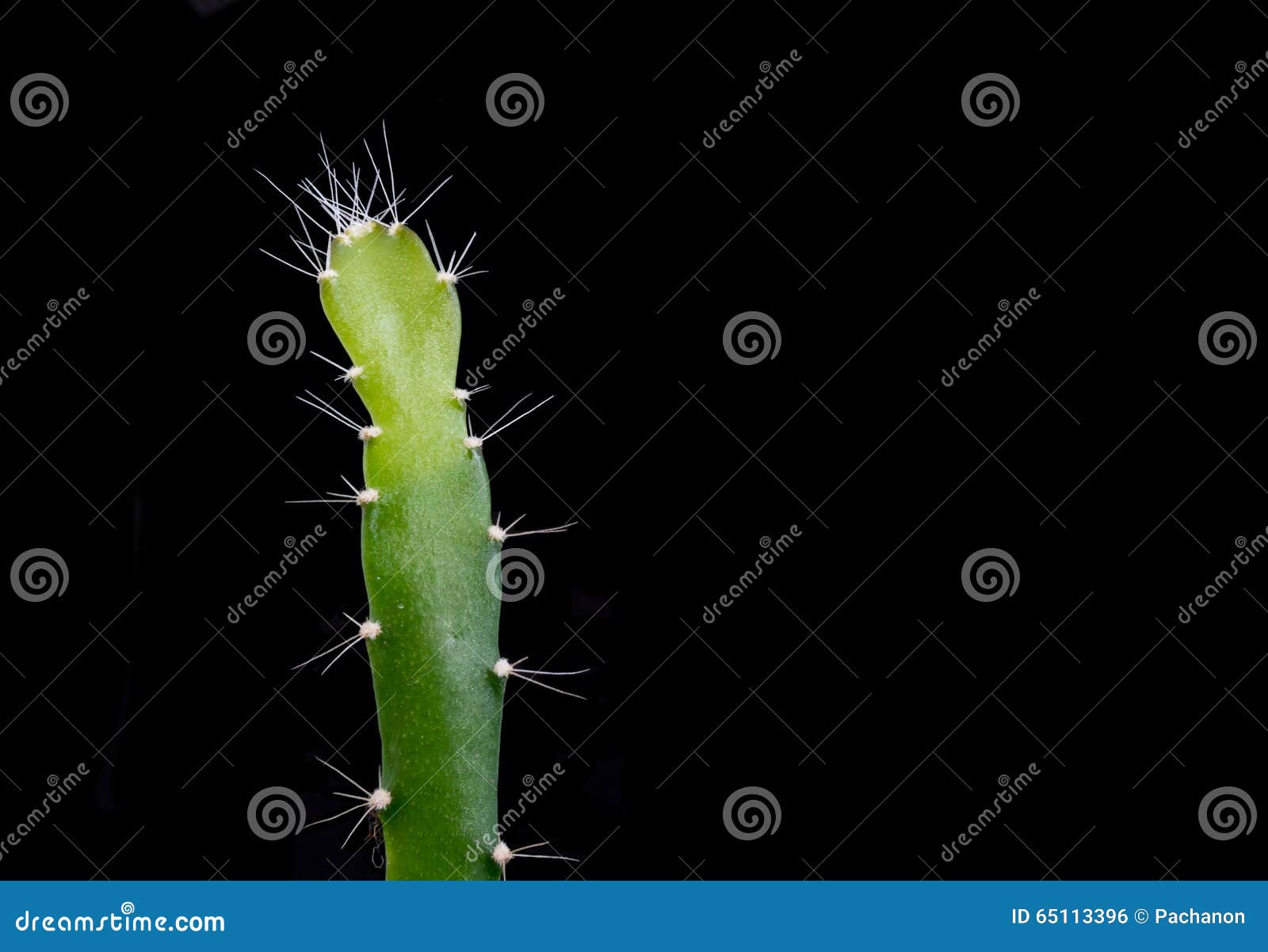 Young cactus stock photo. Image of park, green, leaf - 65113396