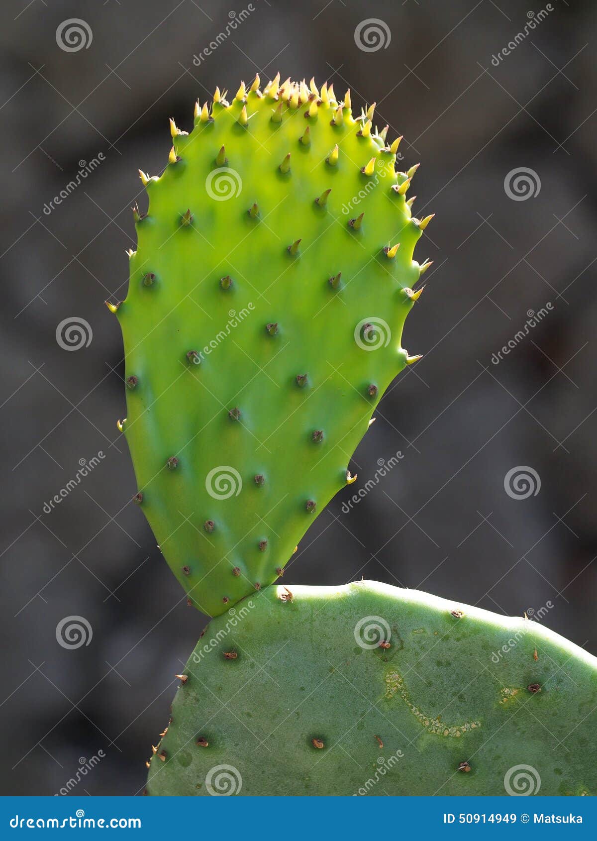 A Young Cactus Leaf in Vivid Green Stock Image - Image of vivid, spikes ...