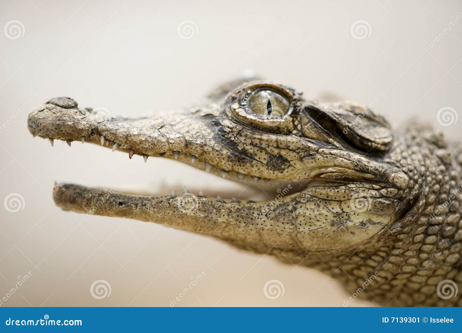 Young caiman stock image. Image of gator, tooth, teeth - 7139301