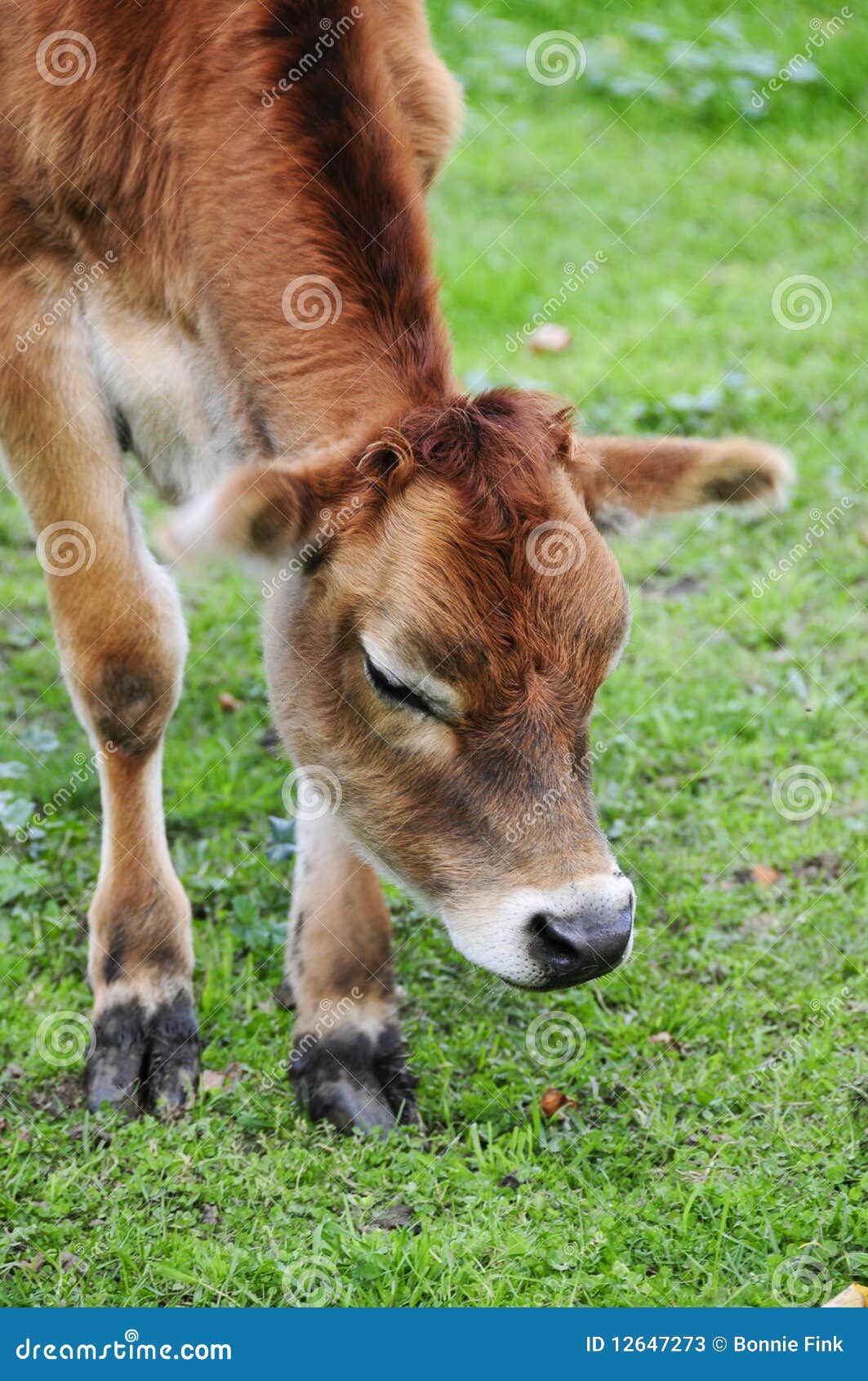 Young Calf stock image. Image of cattle, mammal, portrait - 12647273