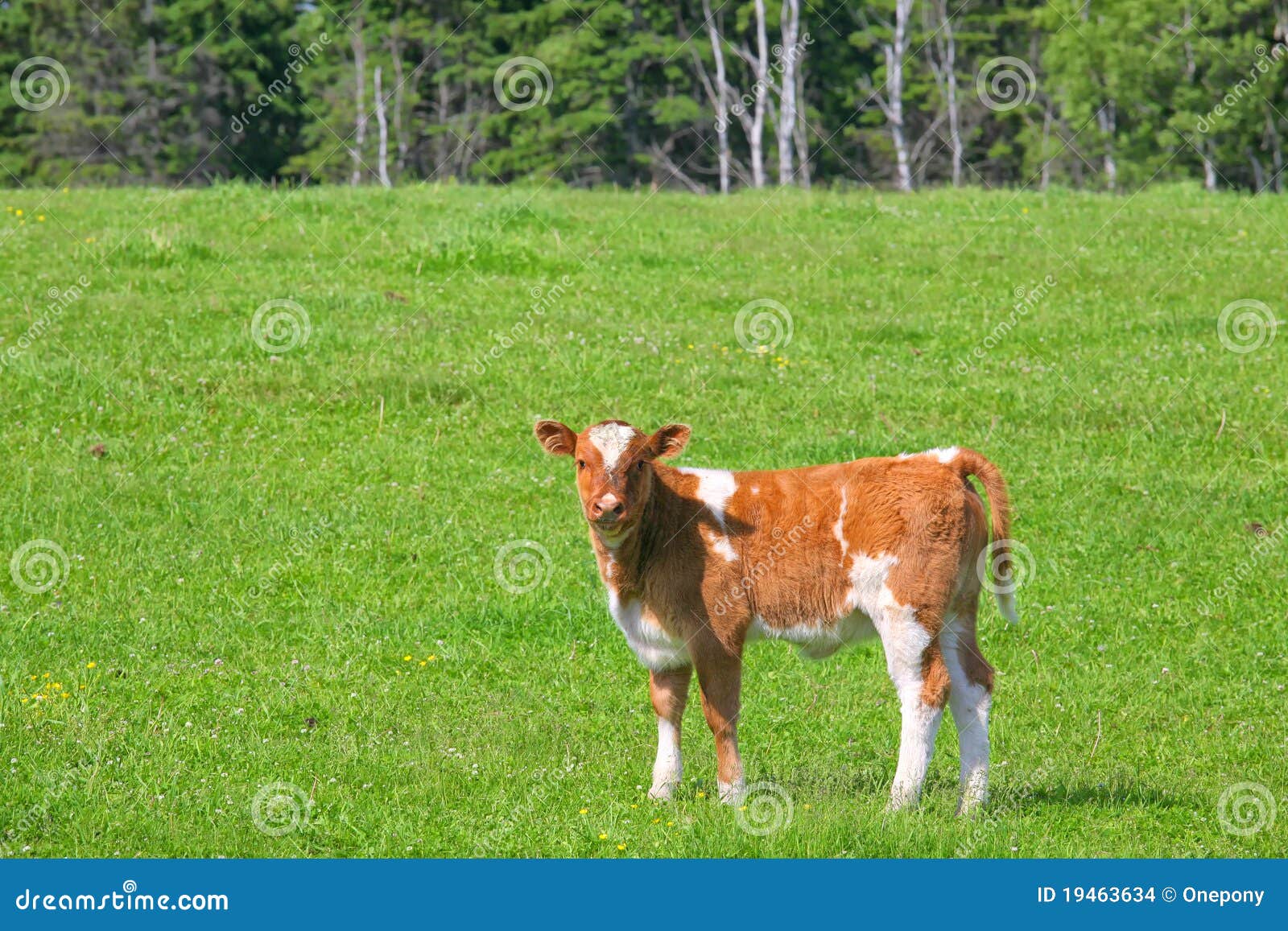 Young Calf stock photo. Image of green, animal, pasture - 19463634