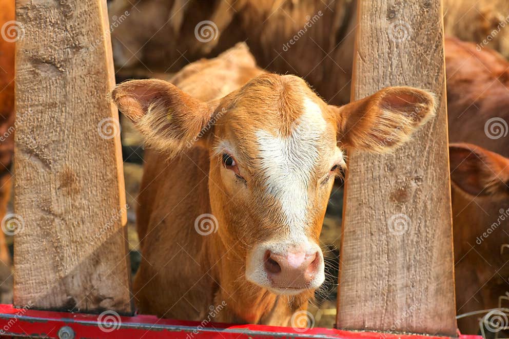 Young Calf stock image. Image of bern, domesticated, cattle - 20004613