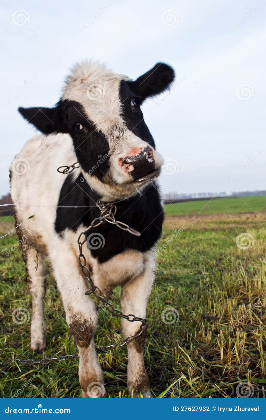 Young calf stock photo. Image of brown, closeup, portrait - 27627932