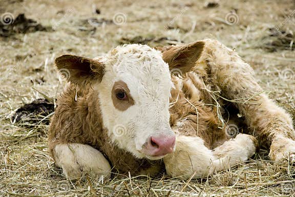 Young calf stock photo. Image of farm, animal, face, meadow - 8948922