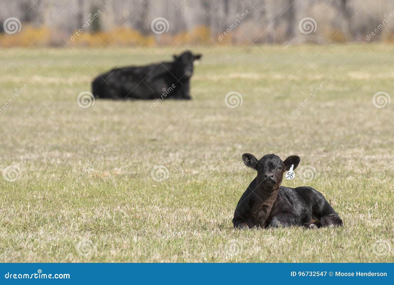 Young Calf Cow Lying in Grass Stock Image - Image of calf, child: 96732547
