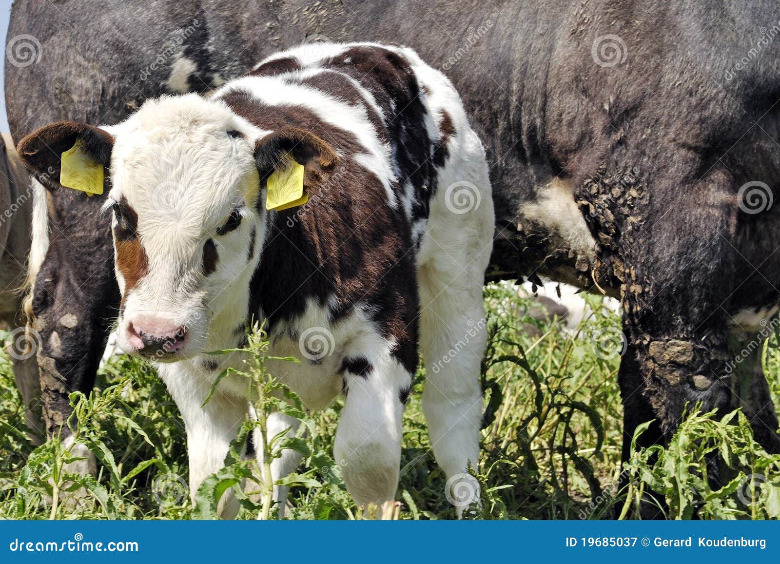 Young calf cow in nature stock image. Image of healthful - 19685037