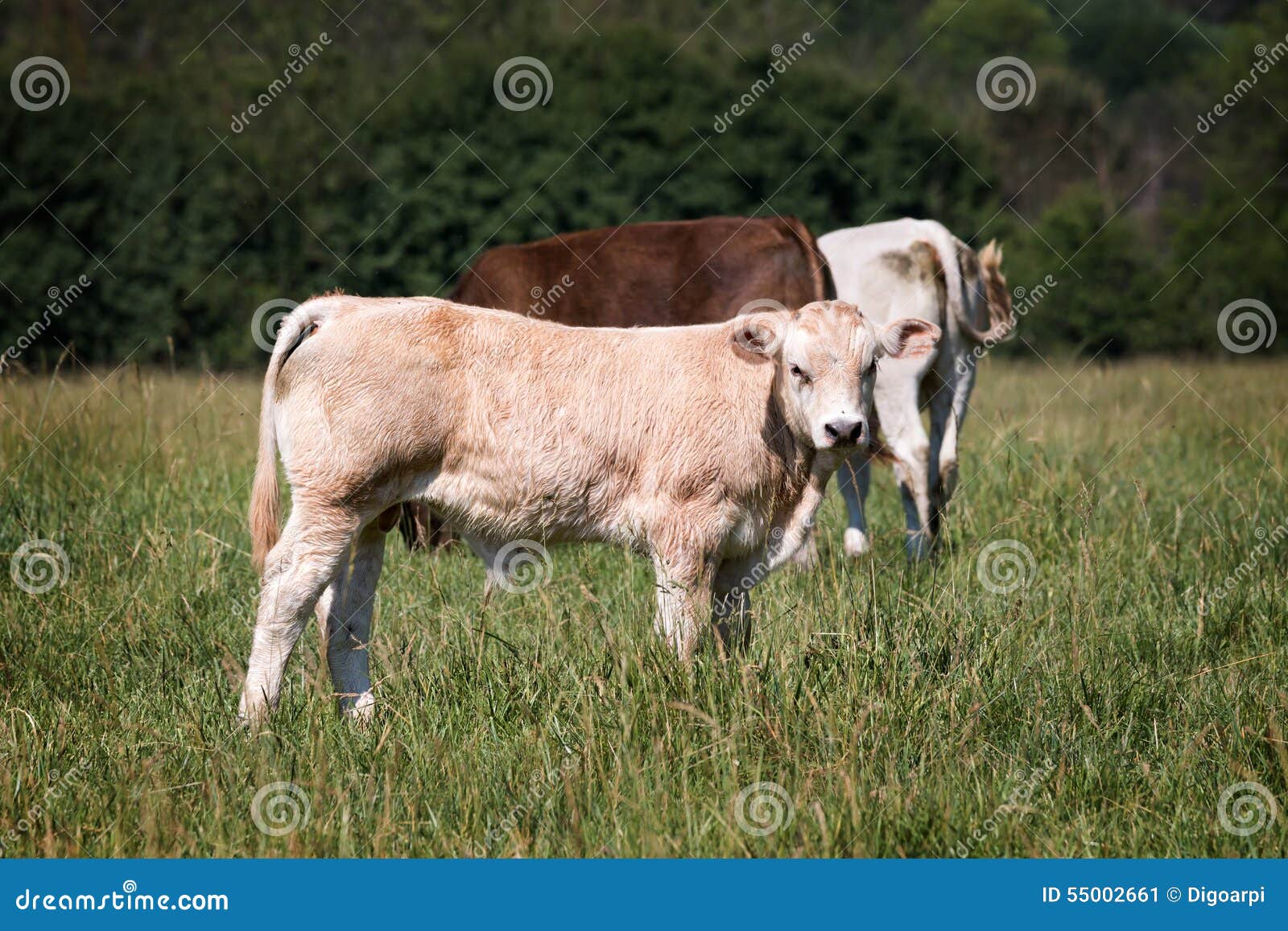 Young calf stock image. Image of cattle, rural, agriculture - 55002661