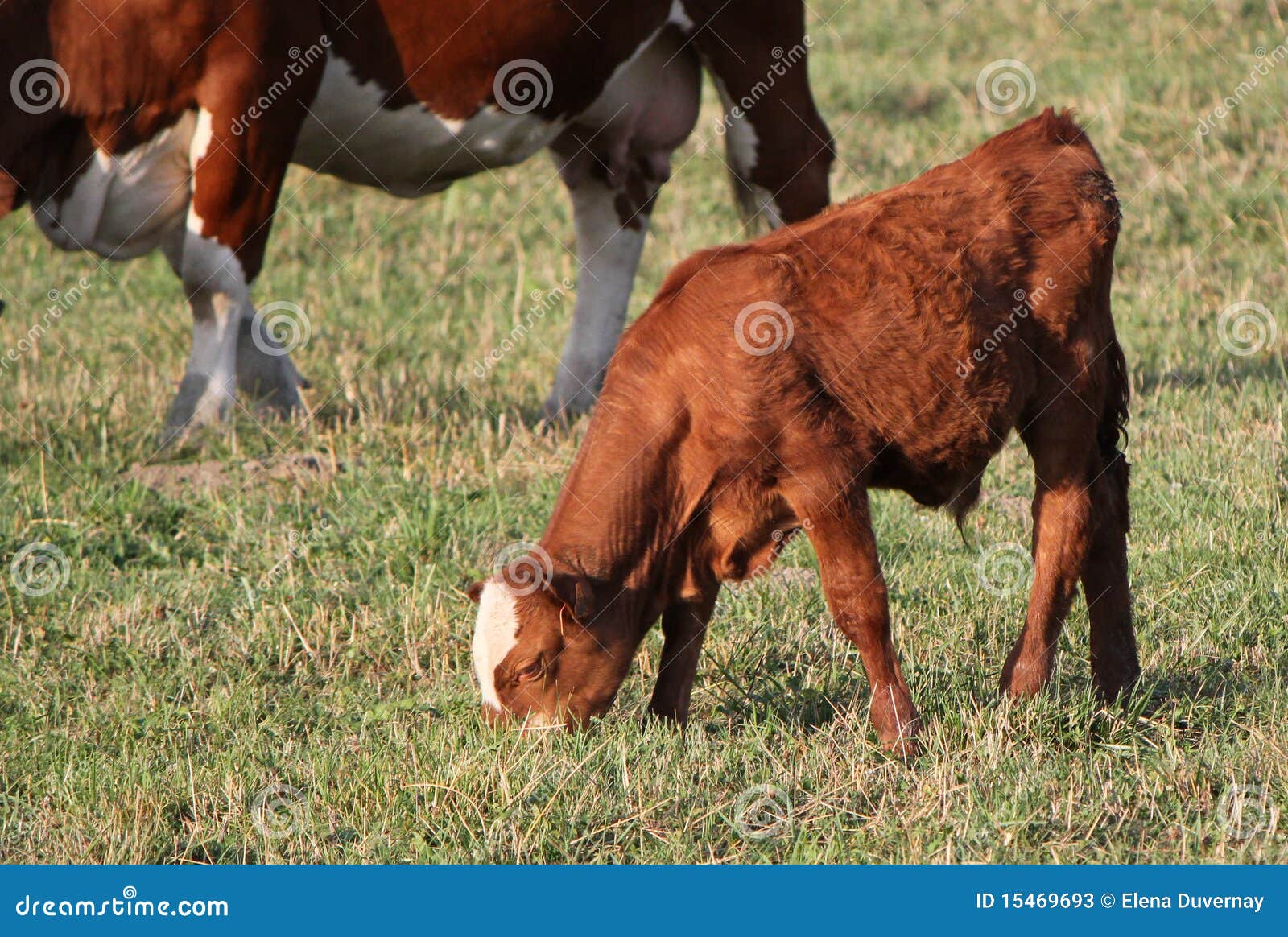 Young calf eating stock image. Image of outdoor, beef - 15469693
