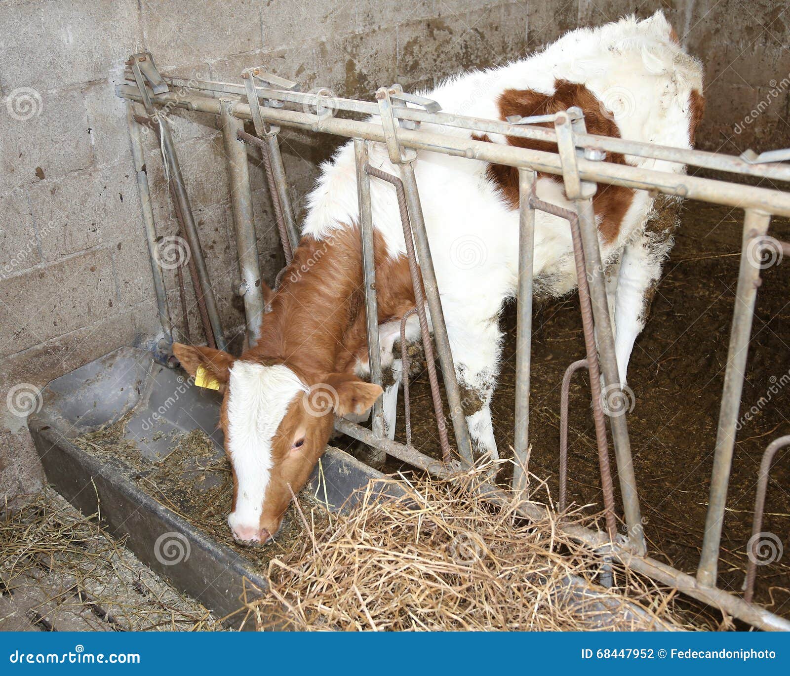 Manger In Old Barn With Window Stock Photography | CartoonDealer.com ...