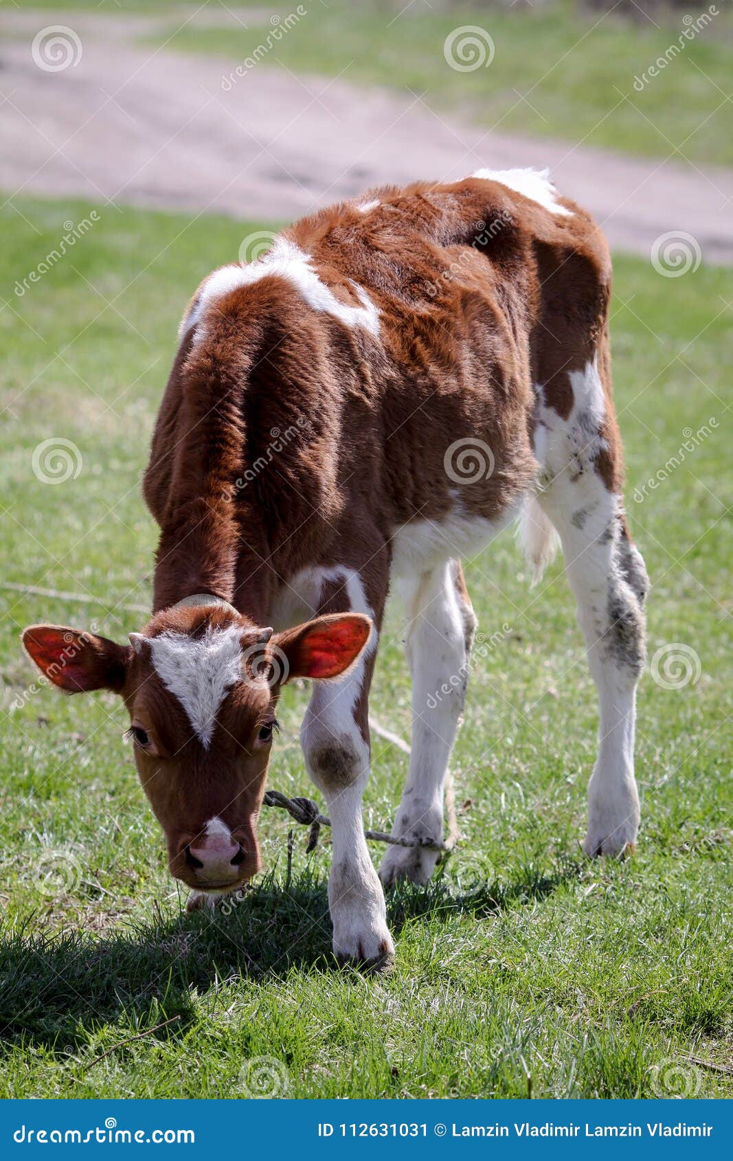 Young Calf on the Fresh Grass. Stock Image - Image of fresh, young ...