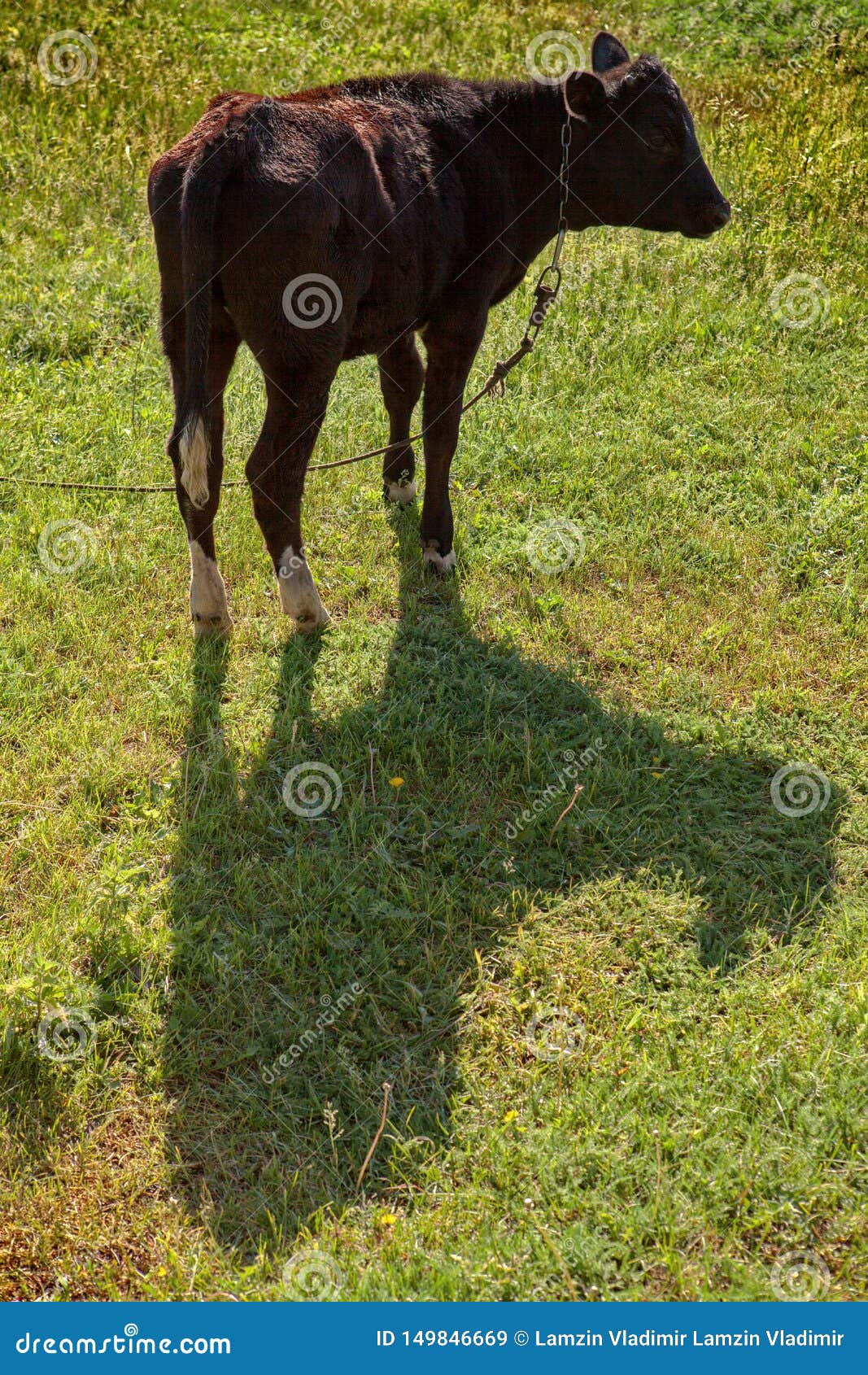 Young Calf on the Fresh Grass Stock Image - Image of meat, attached ...
